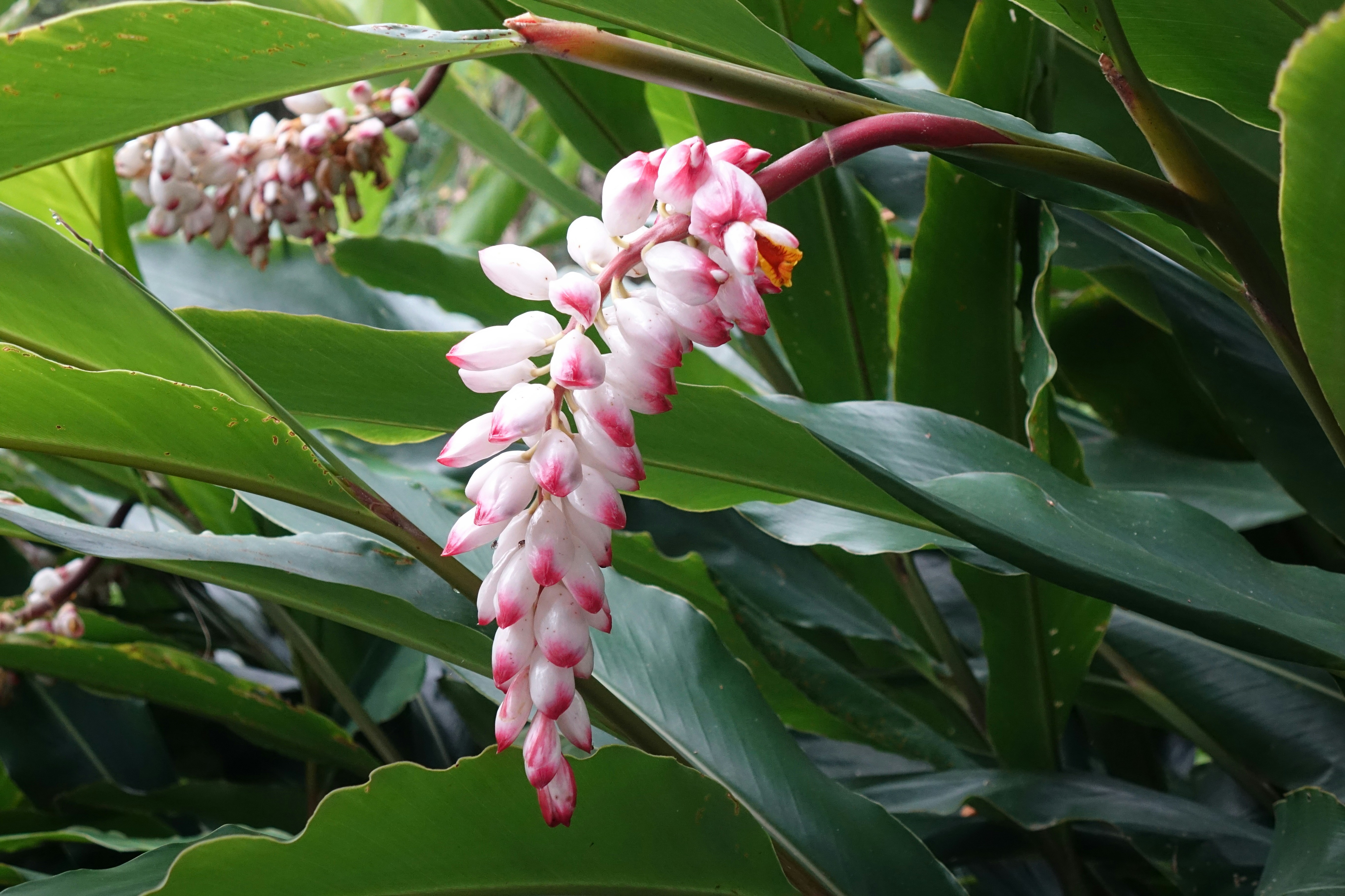 Pink trailing bloom amid glossy tropical leaves