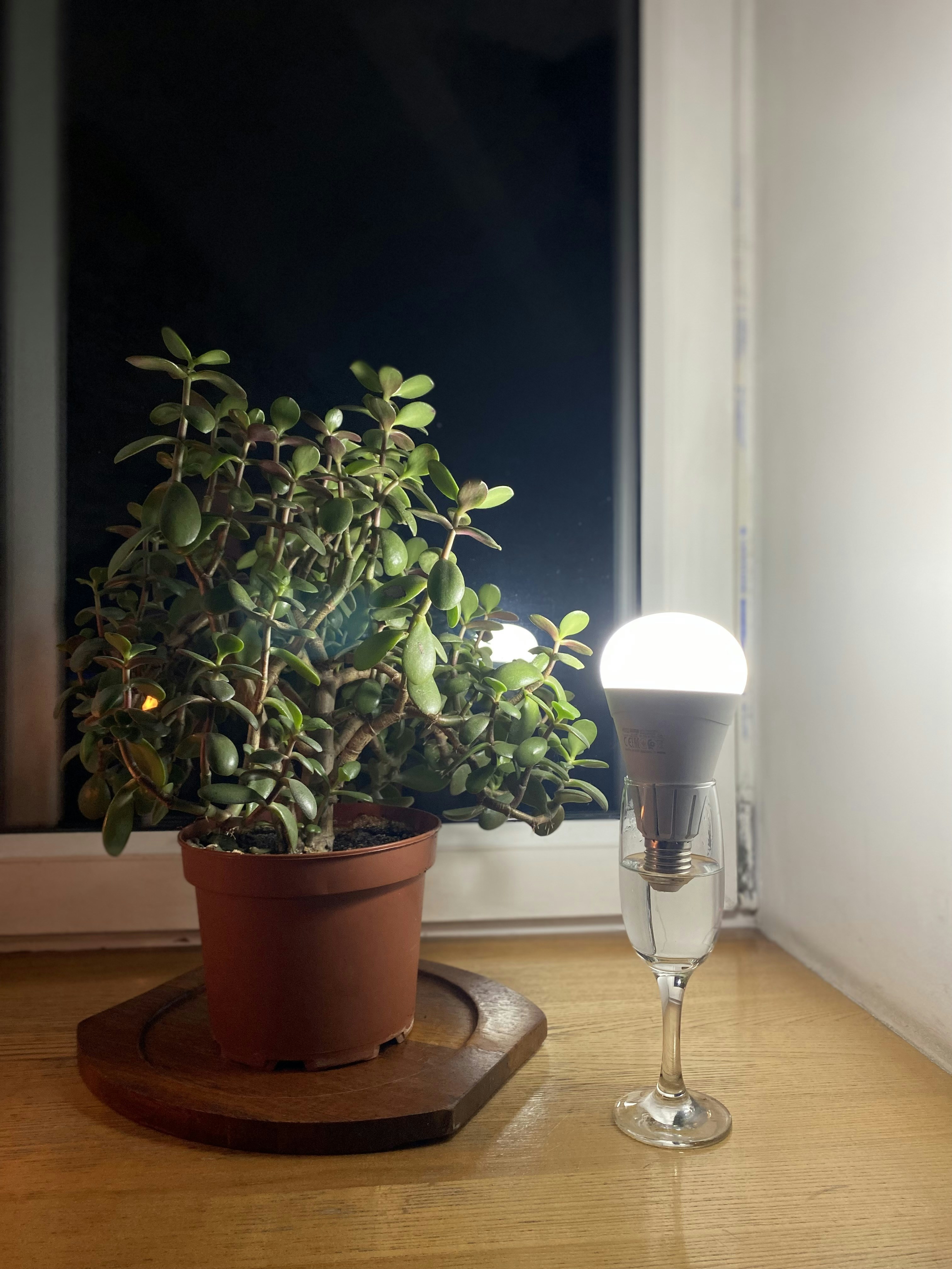 Jade by the Window: Quiet Nightlight Still-Life