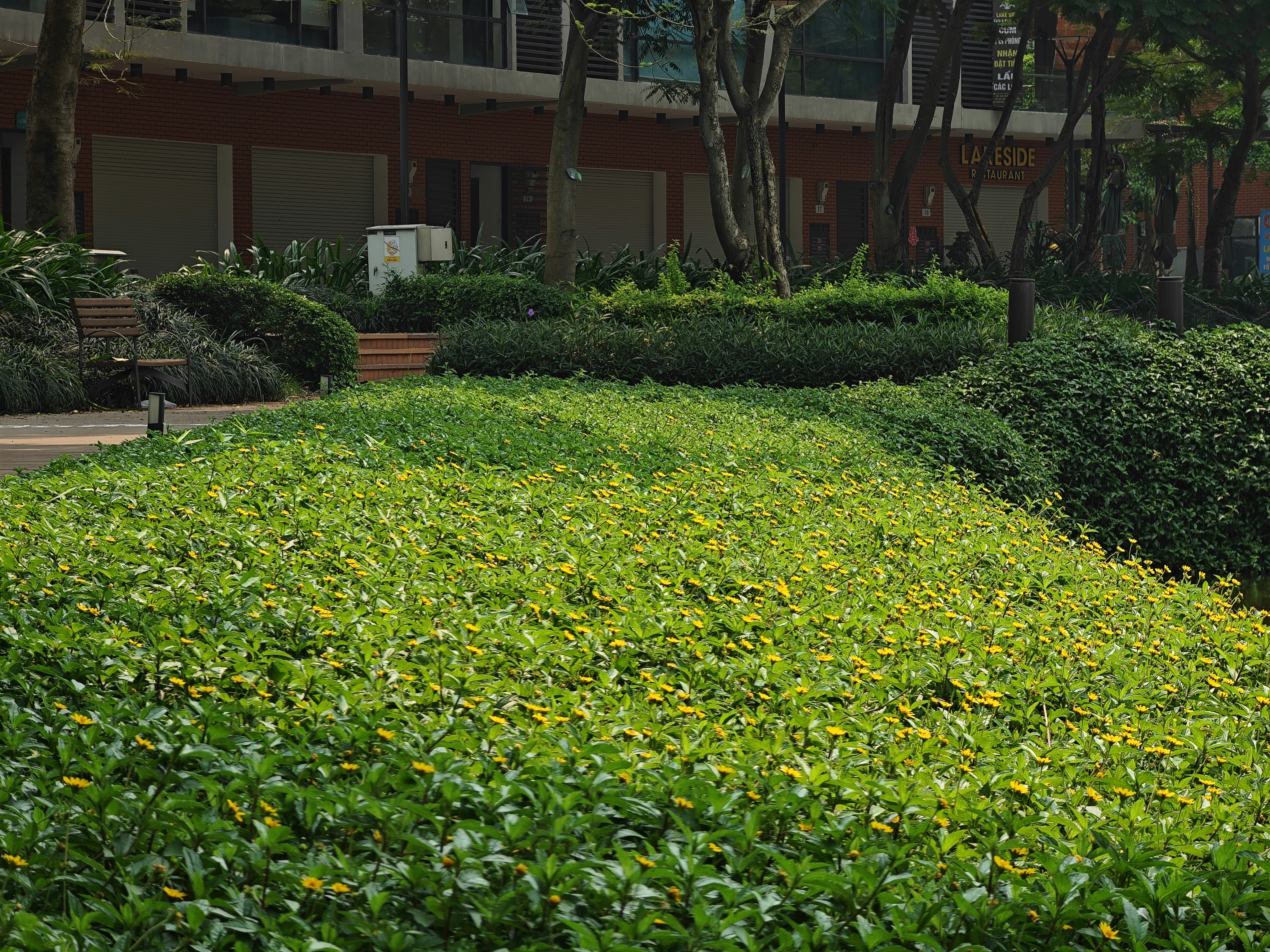Sunlit Yellow Hedge in an Urban Courtyard