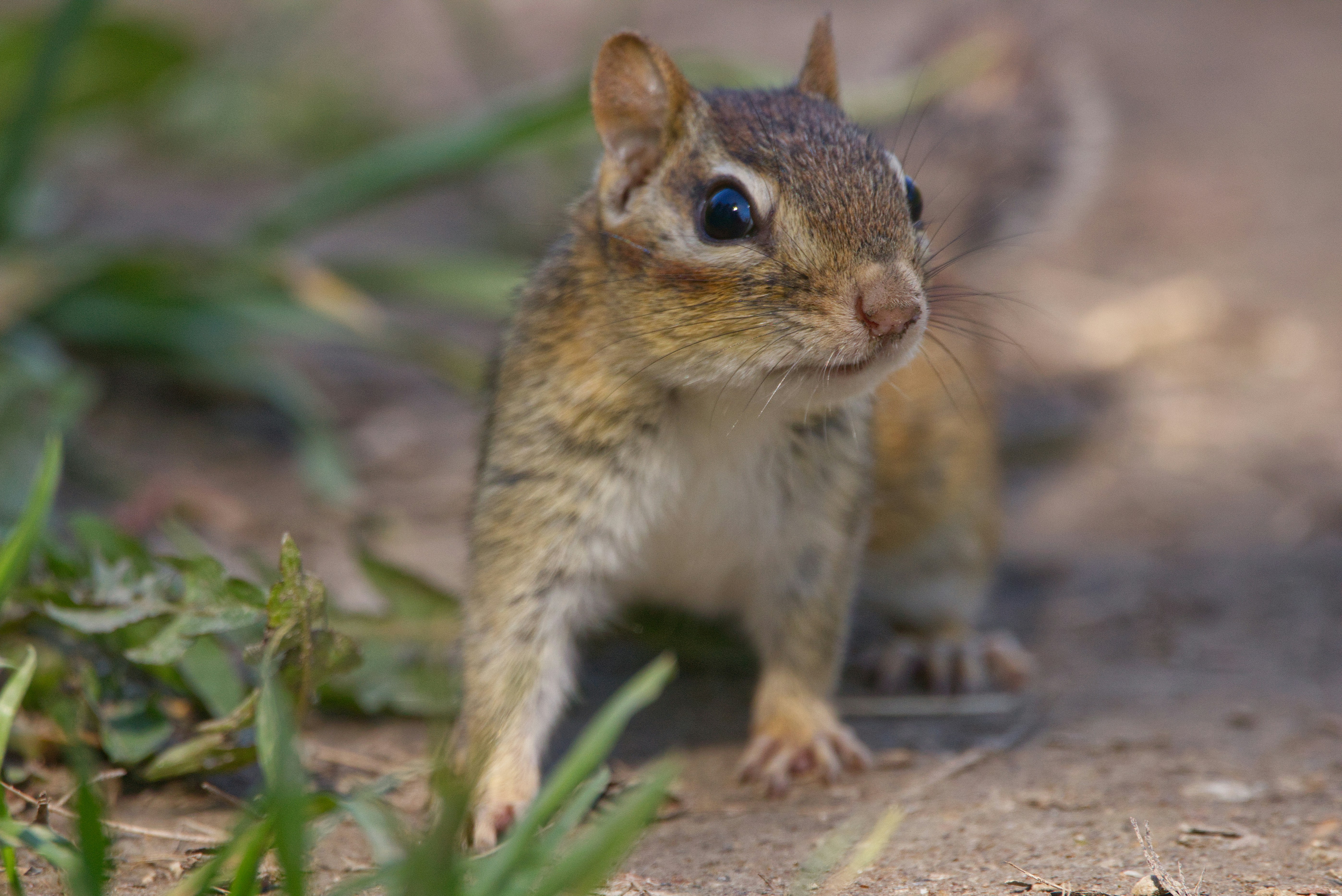 Dusty Trail Encounter: a curious squirrel on a sunlit path