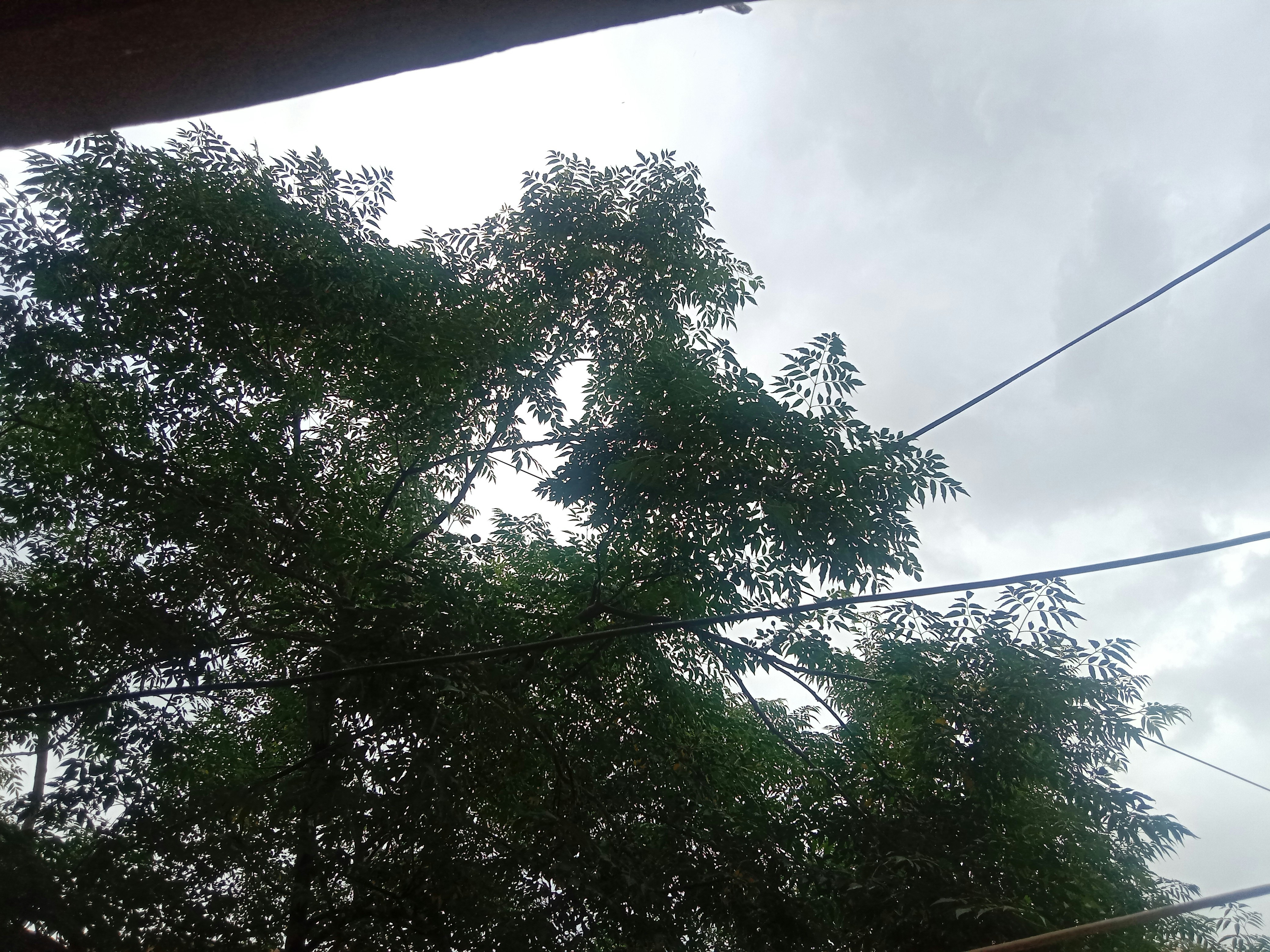 Dense green tree canopy fills the frame against a cloudy sky, with overhead power lines crossing the scene.