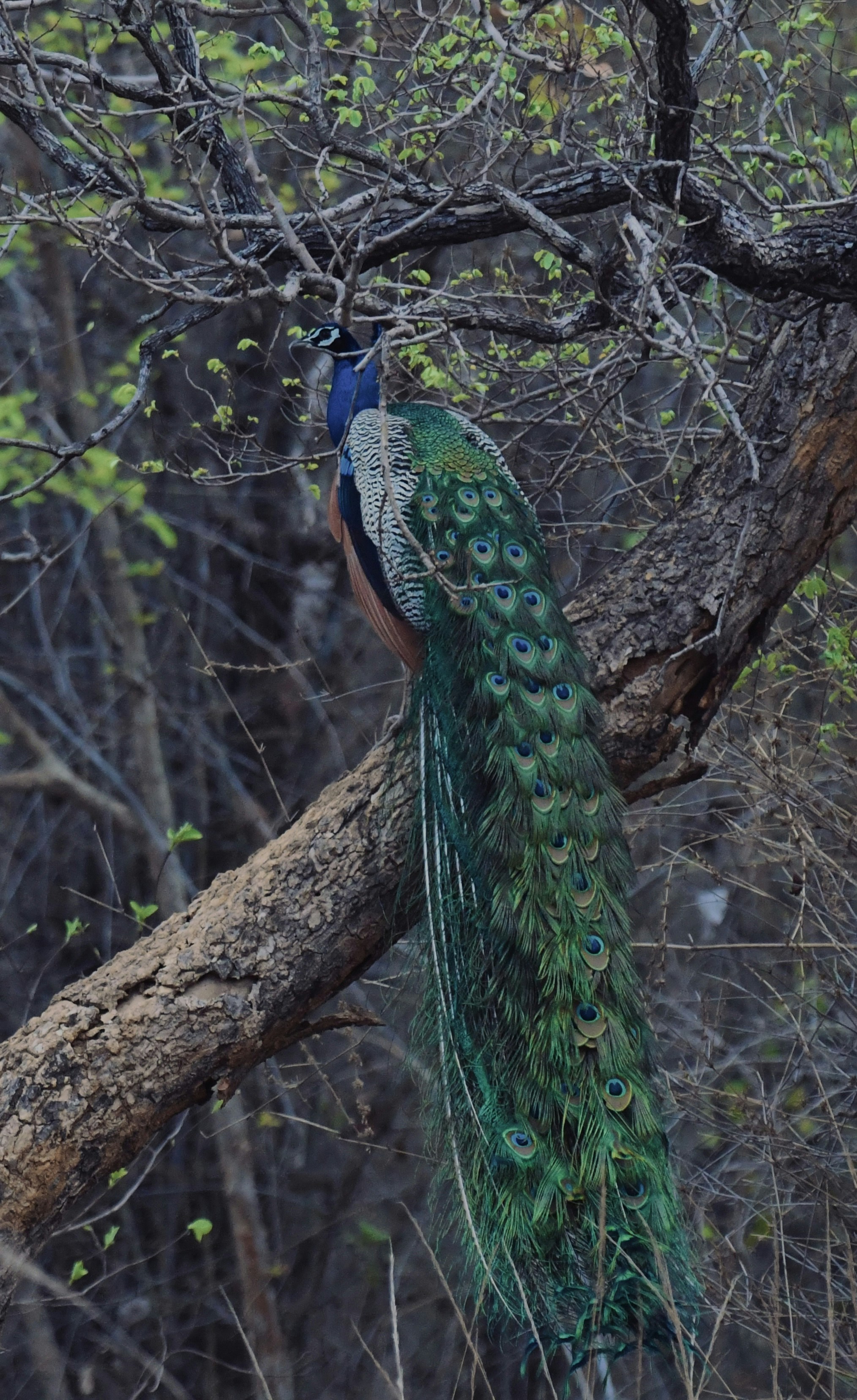 Emerald Tapestry: Peacock on a Weathered Branch