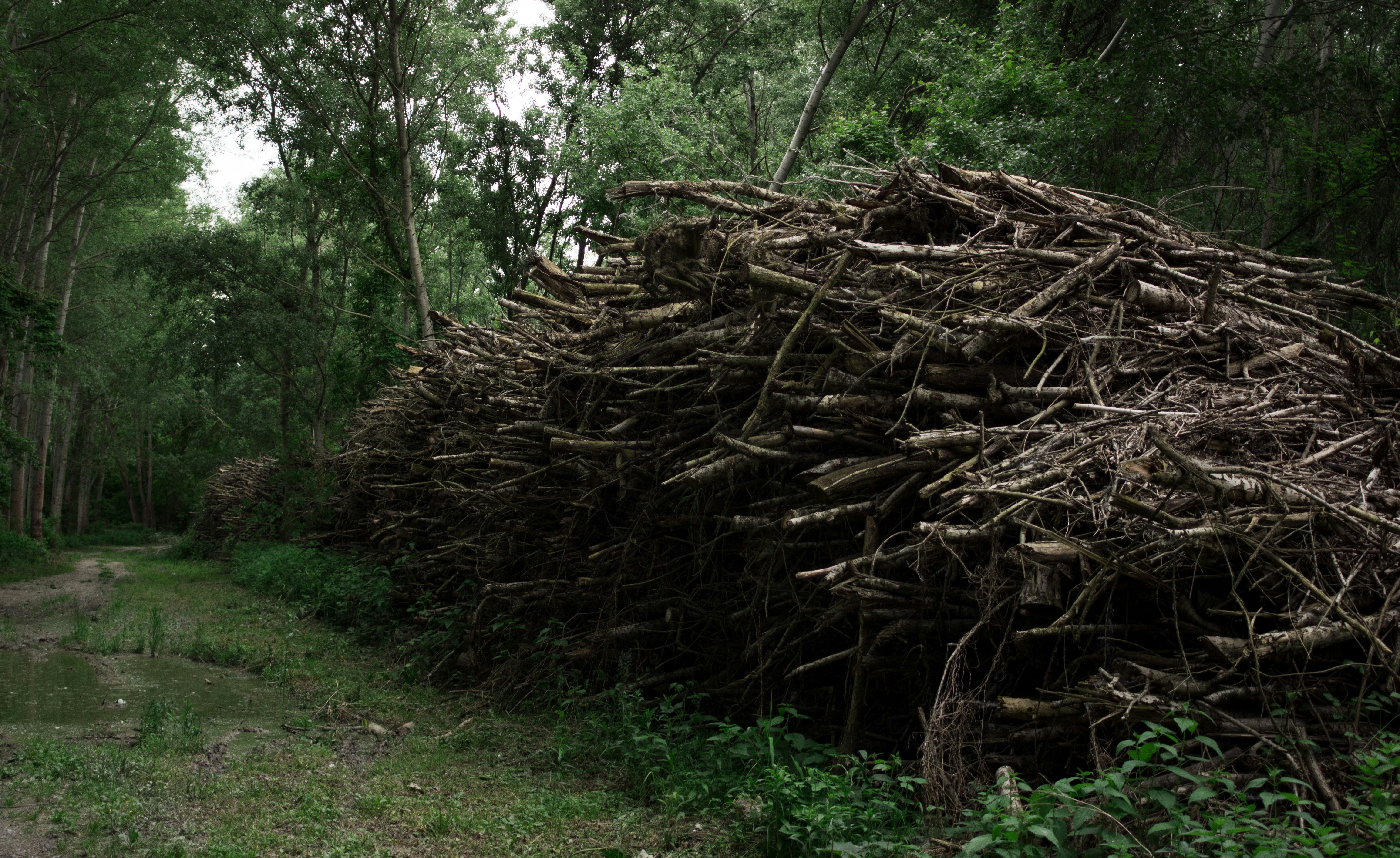 A large pile of sticks sitting in the middle of a forest photo – Free ...