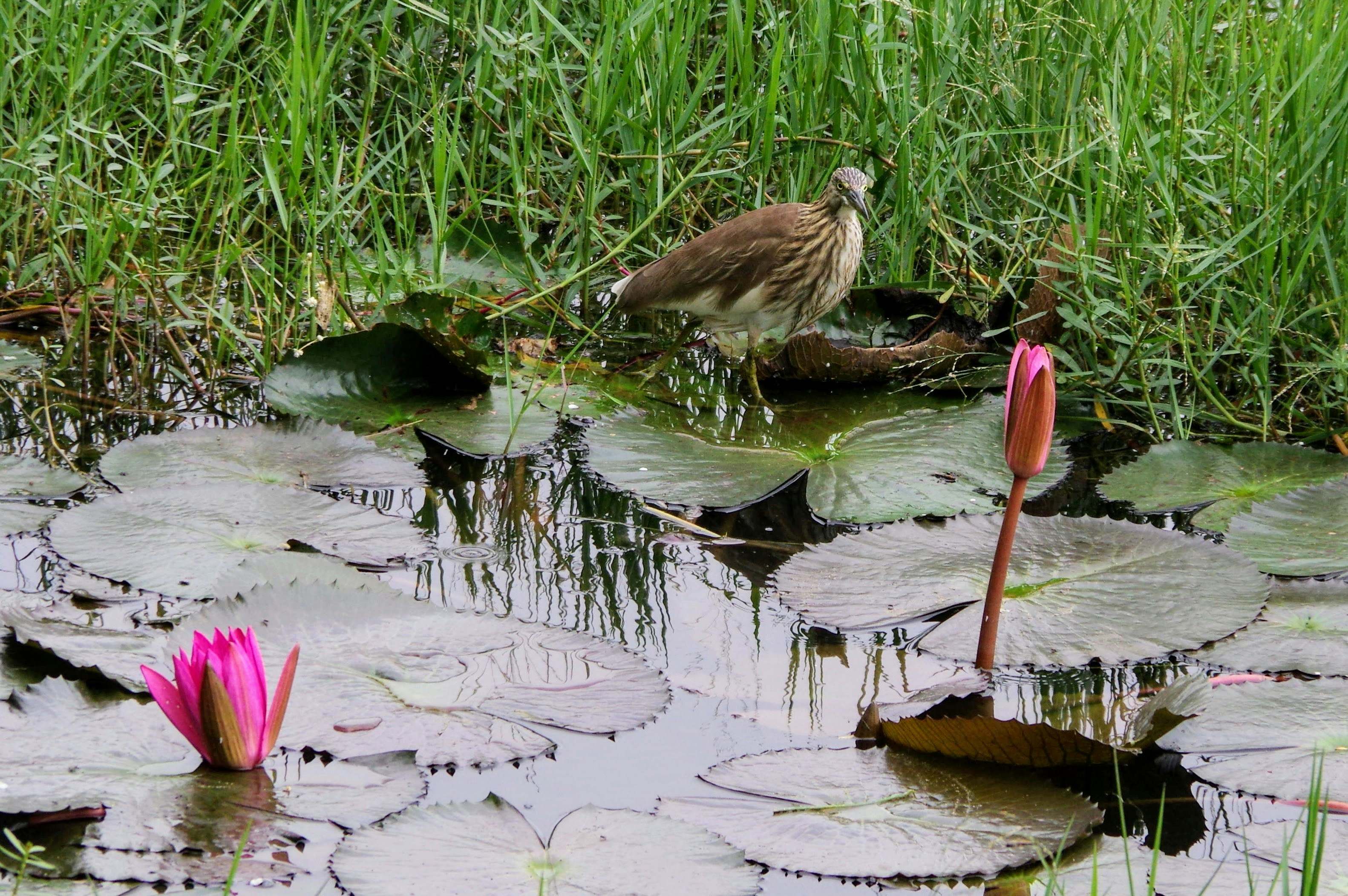 Brown Wader on a Lily-Pad Stage by a Pink Bud