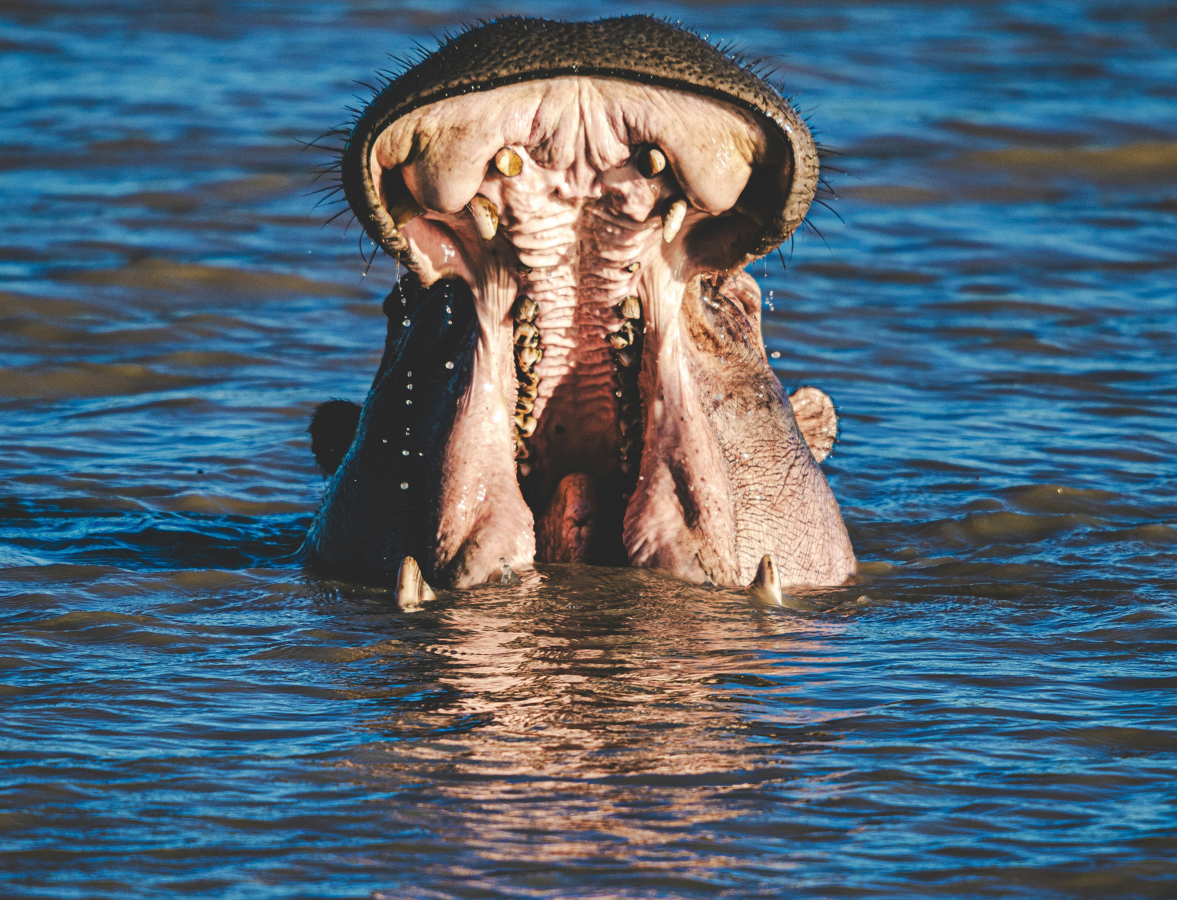 Mid-Nile Maw: A Hippo's Wide Yawn Above Reflective Water