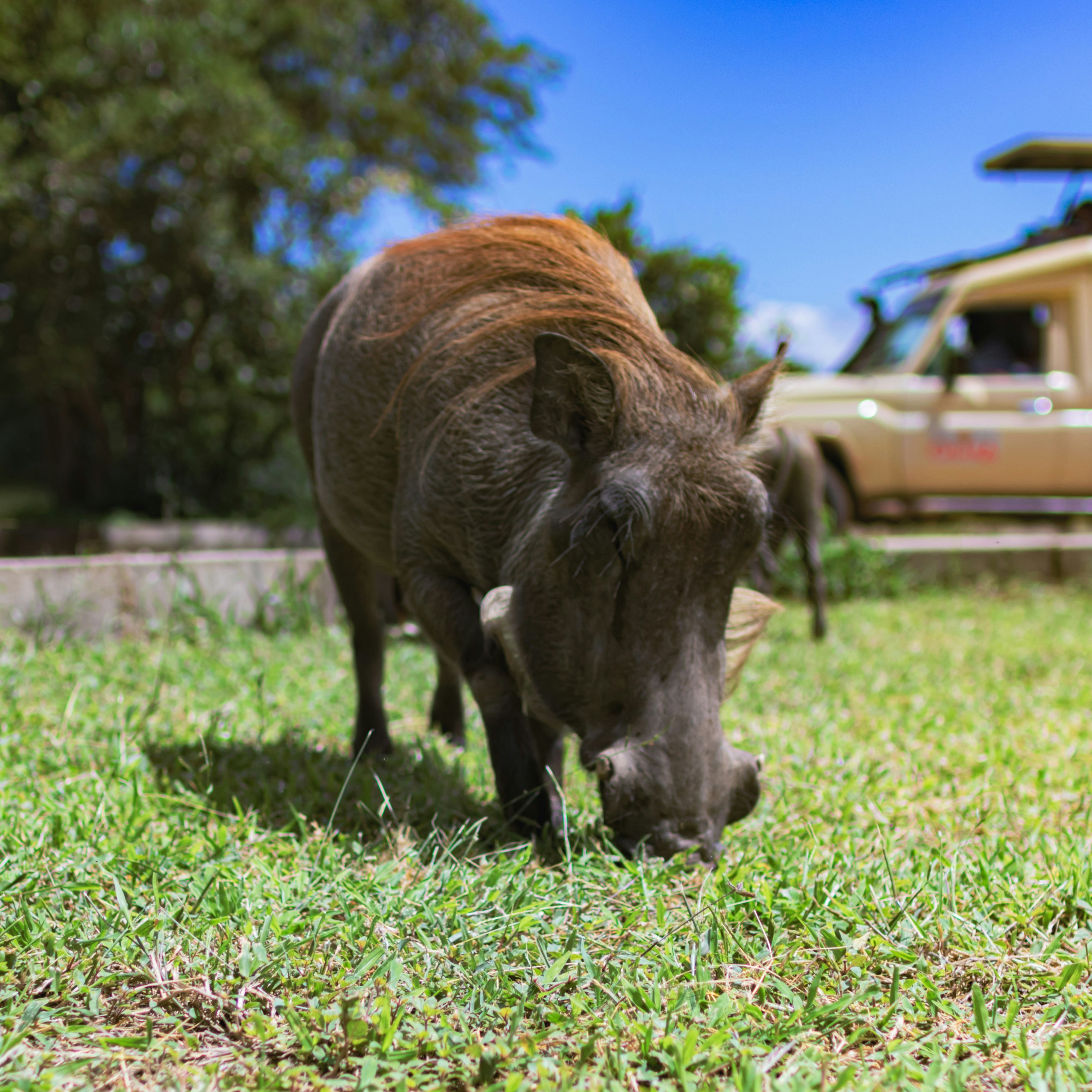 Grazing Warthog Framed by a Safari Vehicle in Sunlit Field