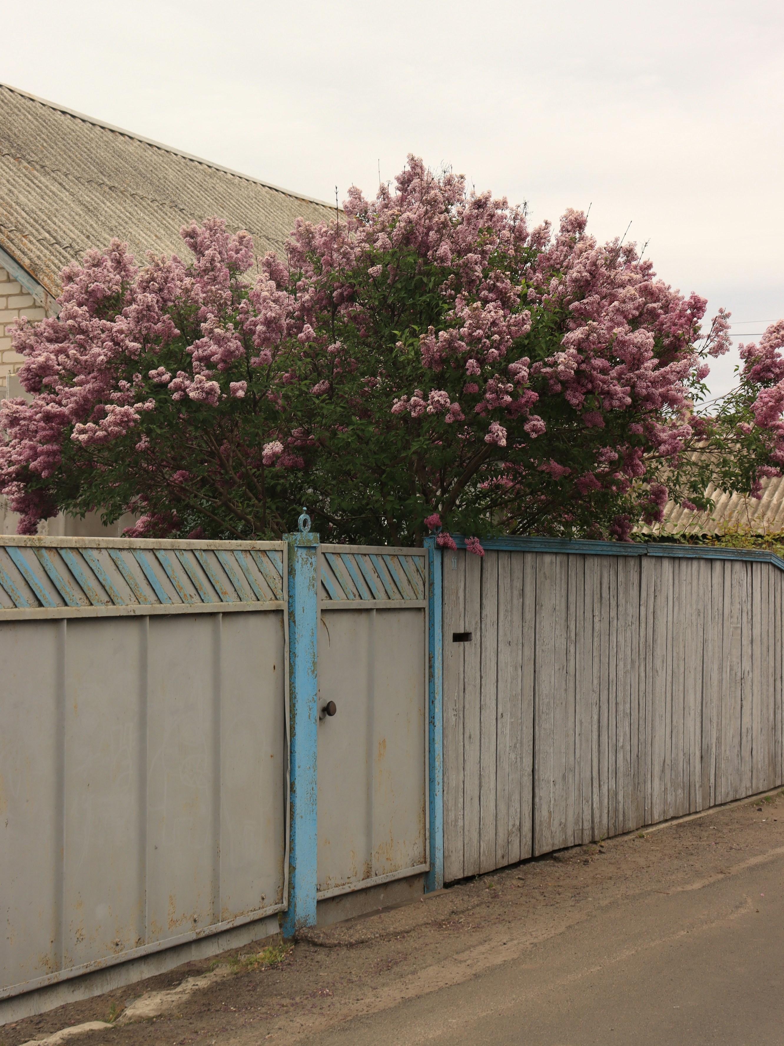 Pink-blossomed Tree Over a Weathered Fence Under a Quiet Sky
