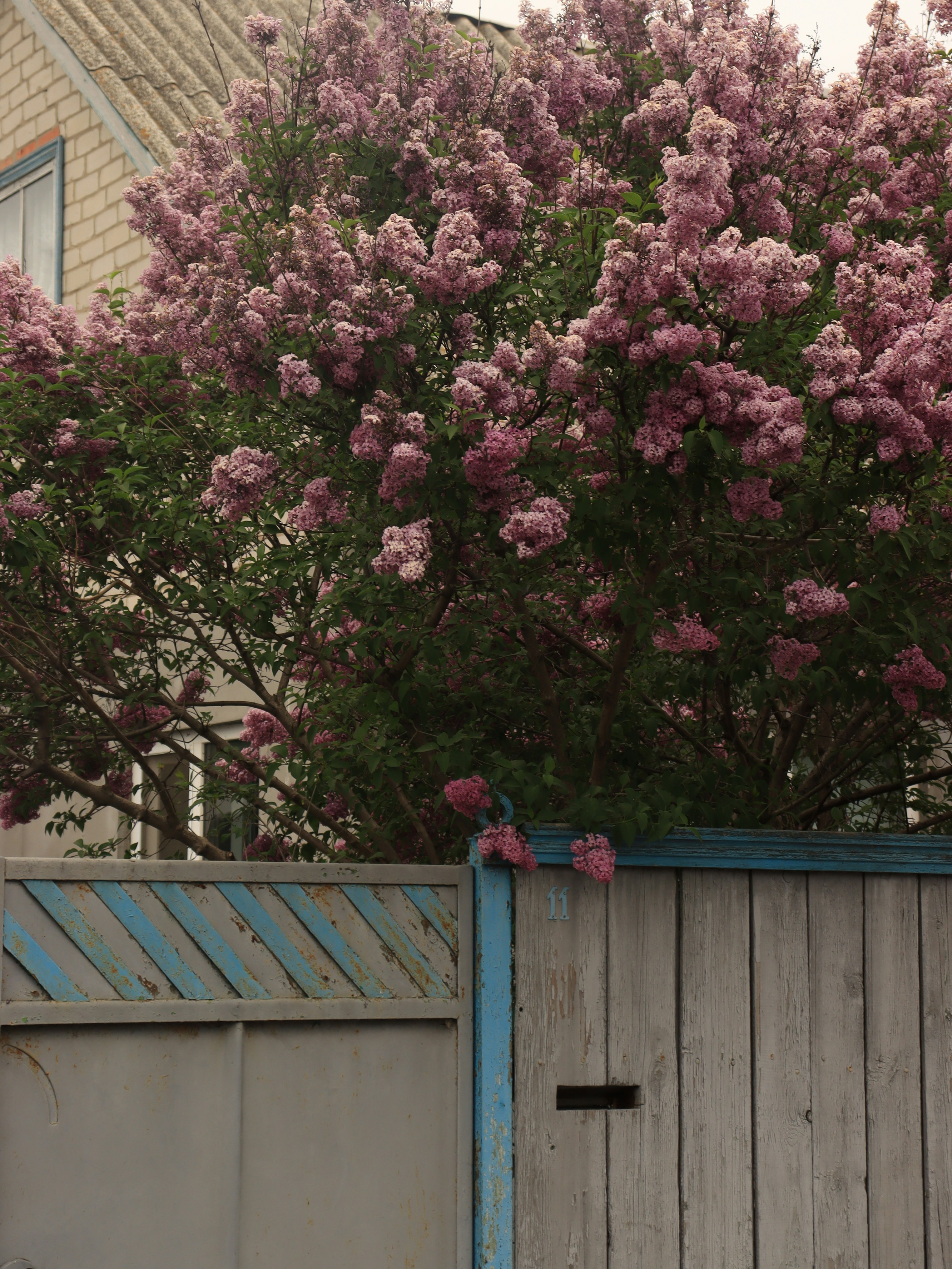 Lilac Cascade Over a Weathered Blue Gate