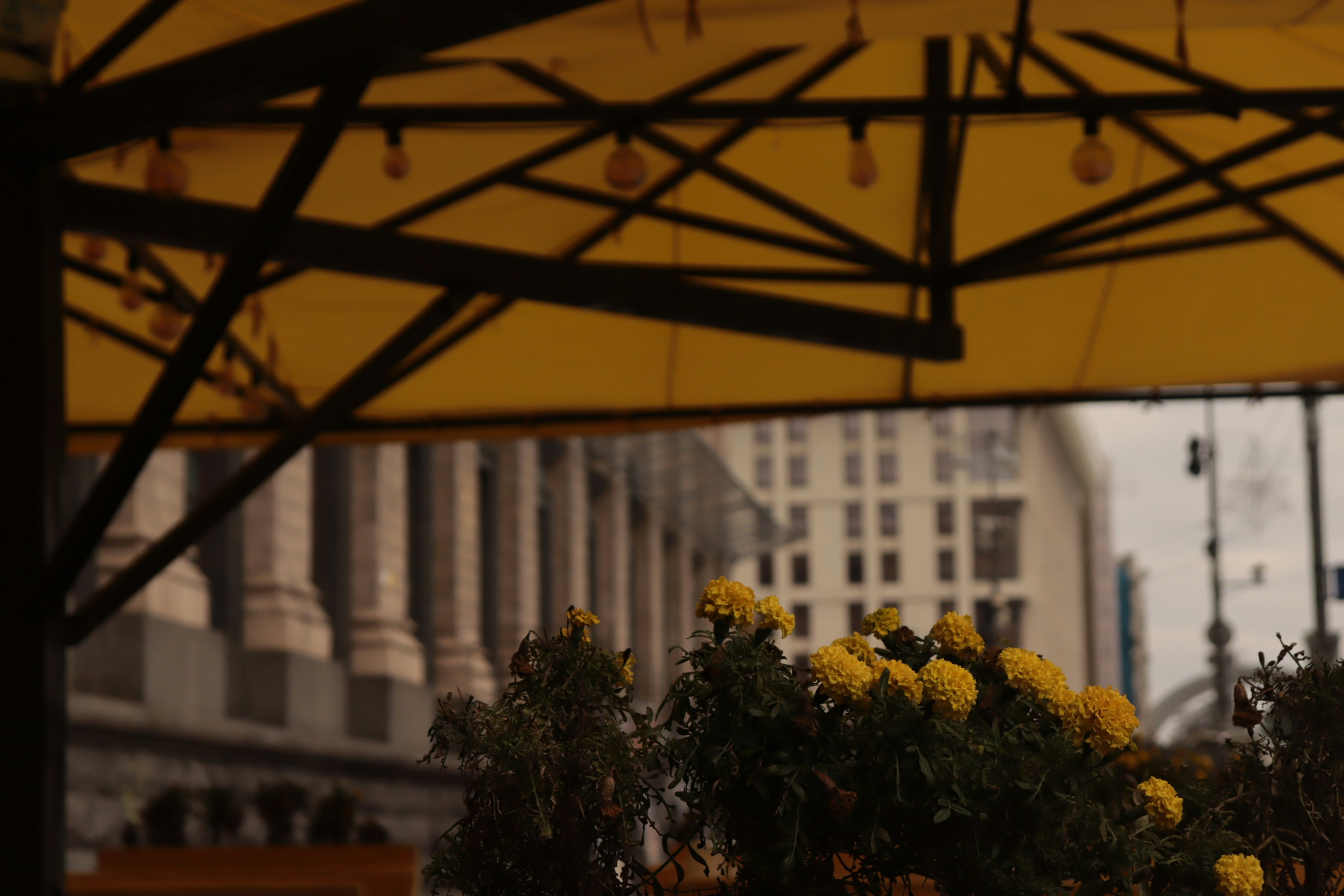 Sunlit Market Vines: Yellow Blooms Beneath a Canopy