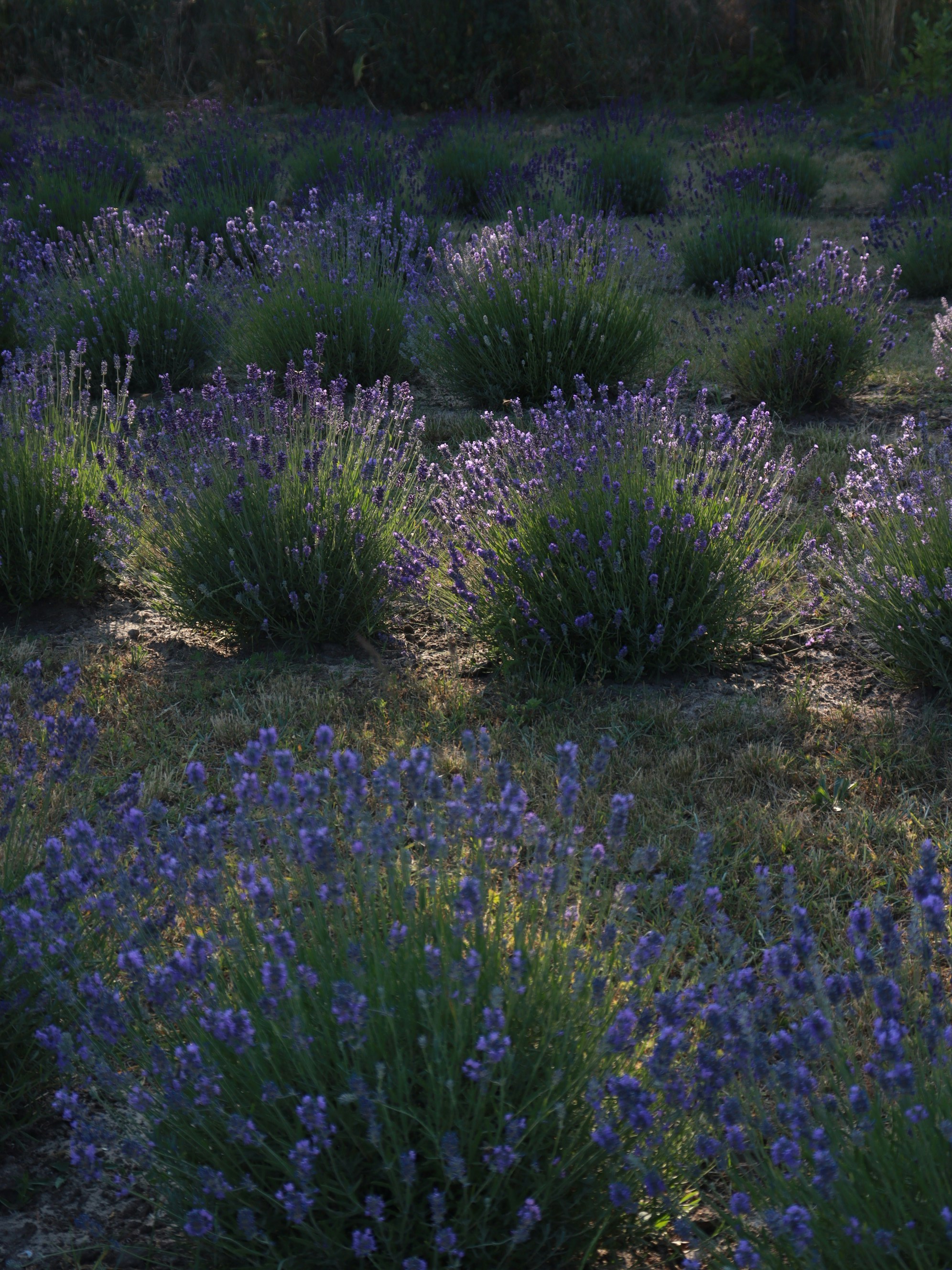 Sunlit Lavender Clusters in a Quiet Field