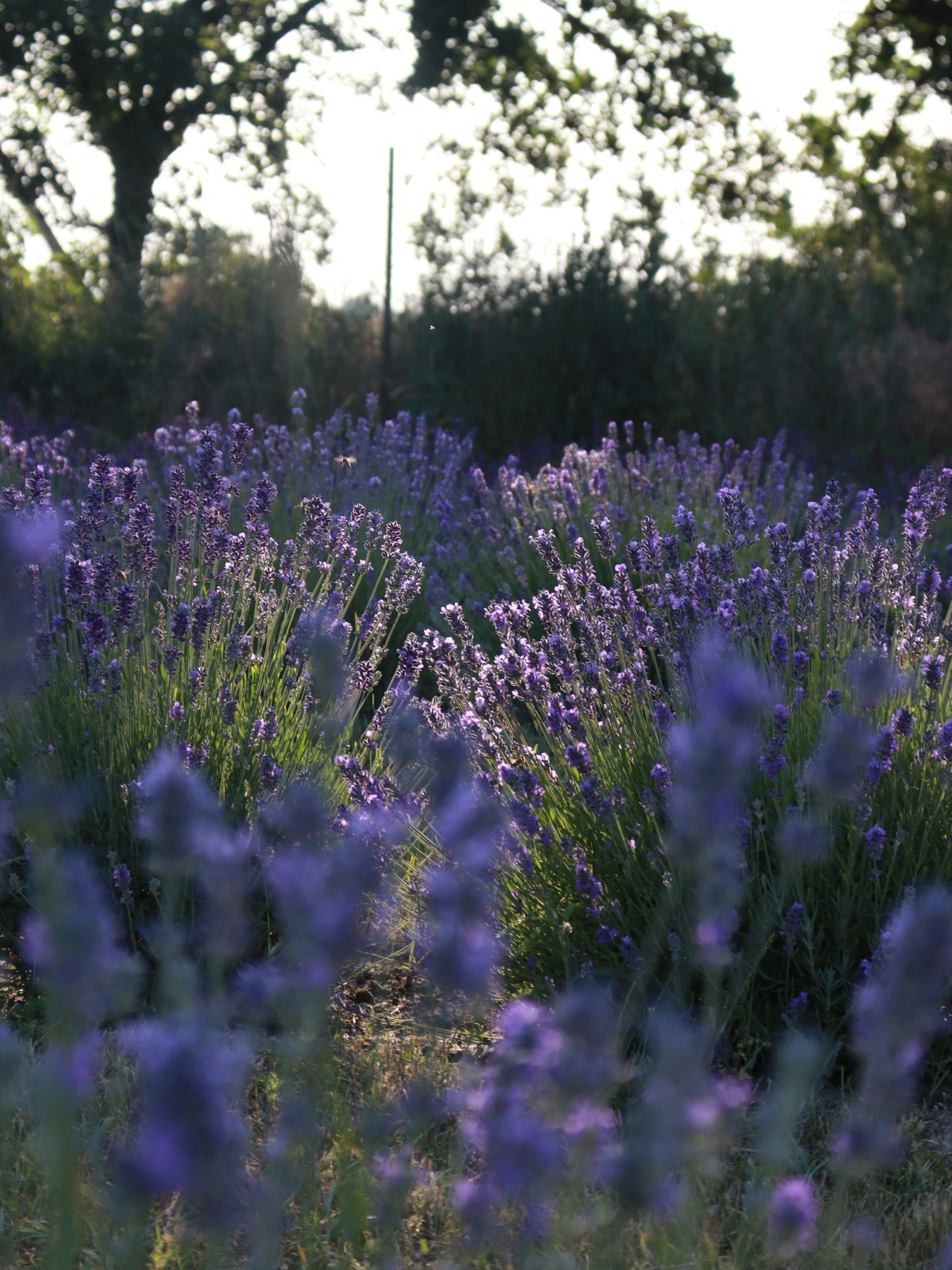 Evening Rows: Lavender Field Draped in Dusk Light