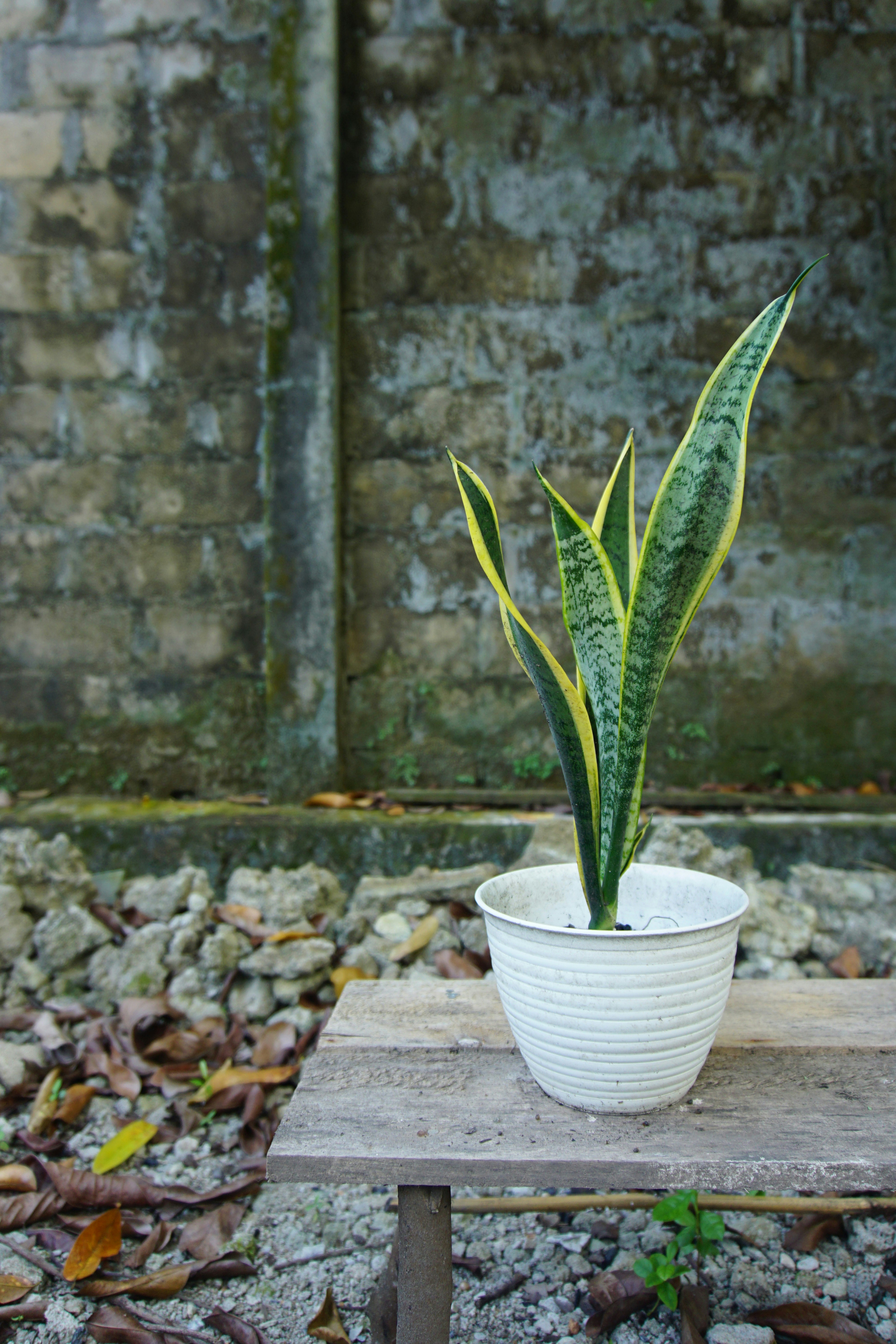 Snake Plant in a Rustic Outdoor Studio Against a Mossy Brick Wall