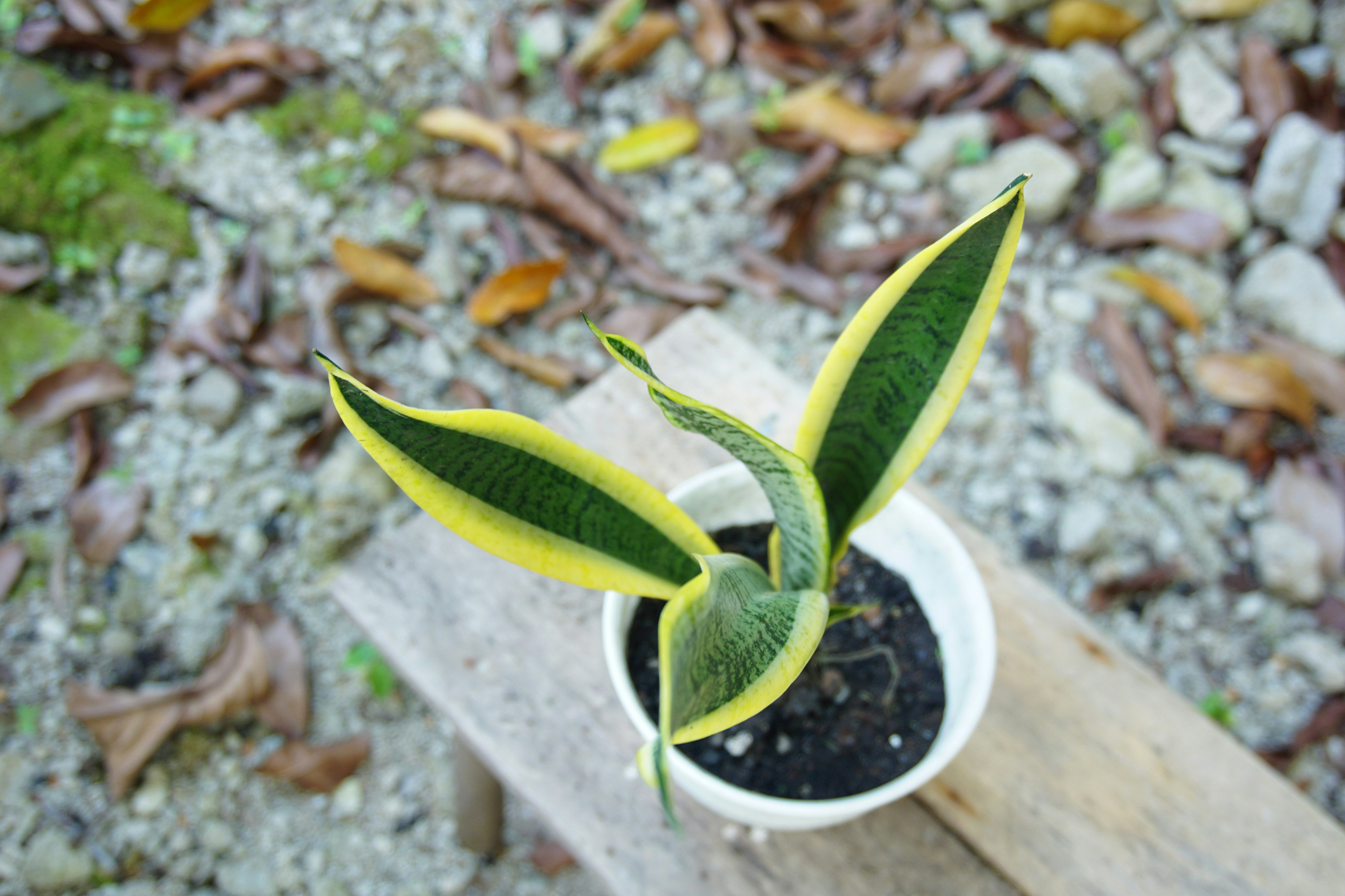 Yellow-Edged Snake Plant in a White Pot on a Weathered Wood Slab