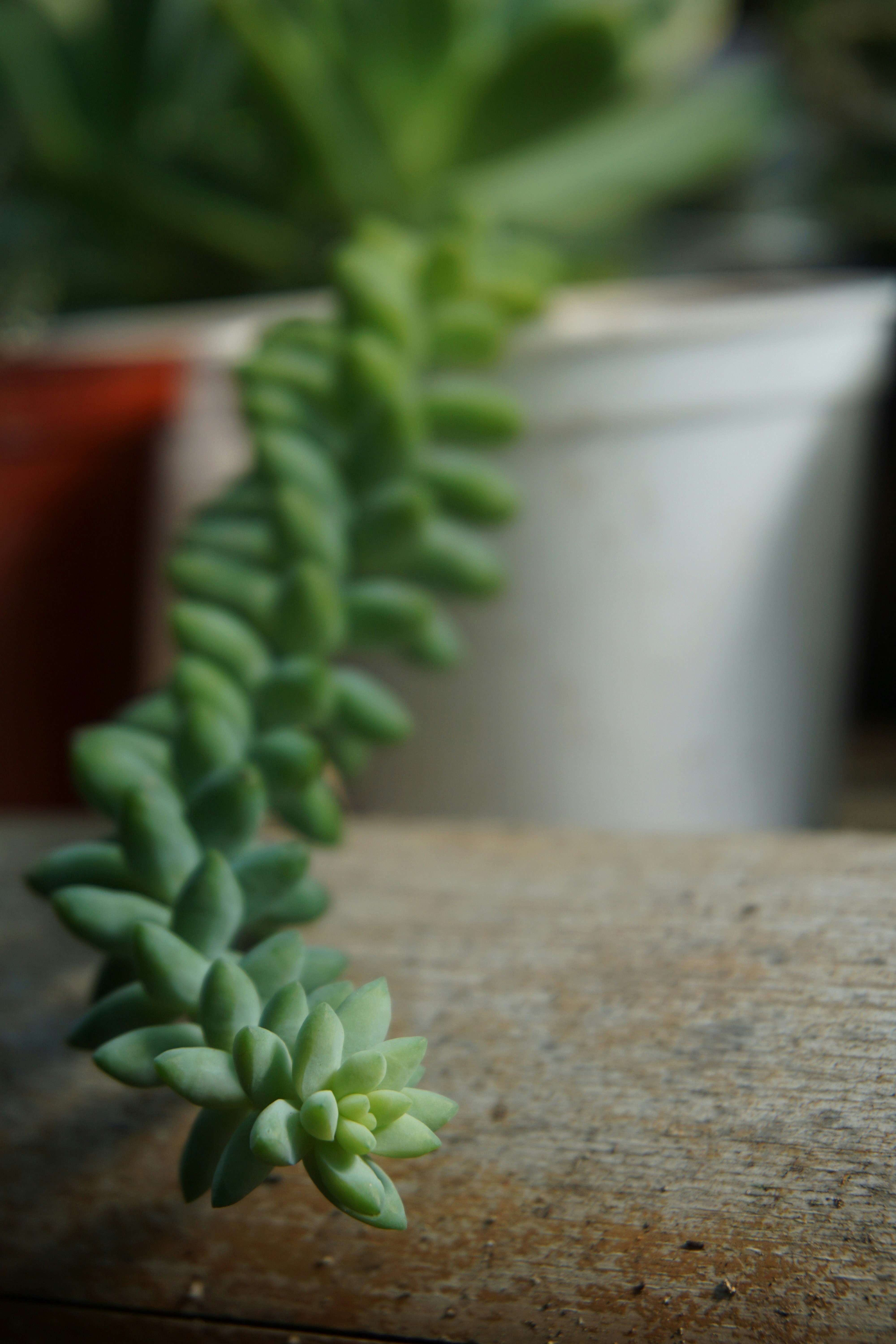 Trailing Green: Succulent Fronds on Weathered Wood