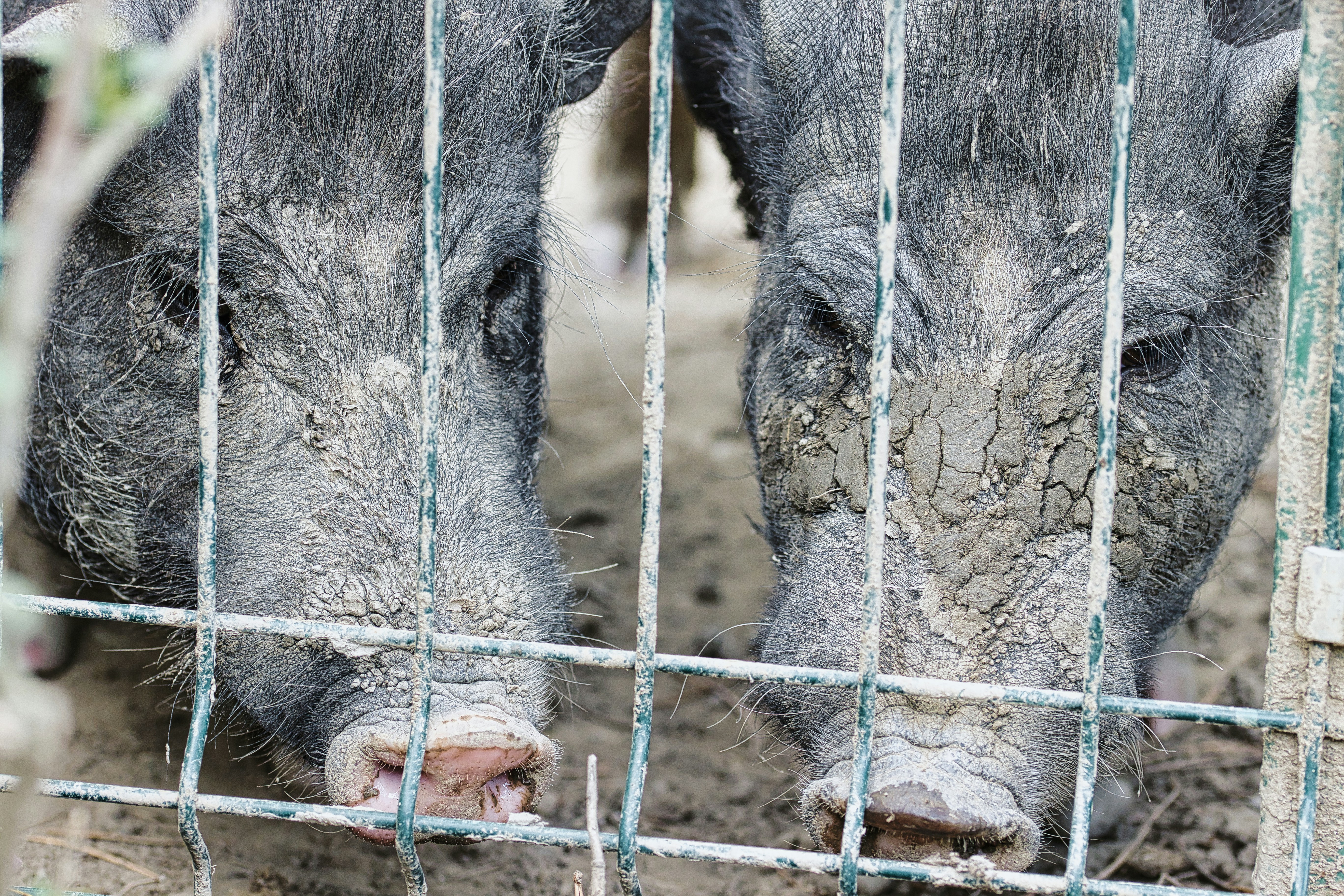 Two pigs sticking their heads through a fence photo – Free Grey Image ...