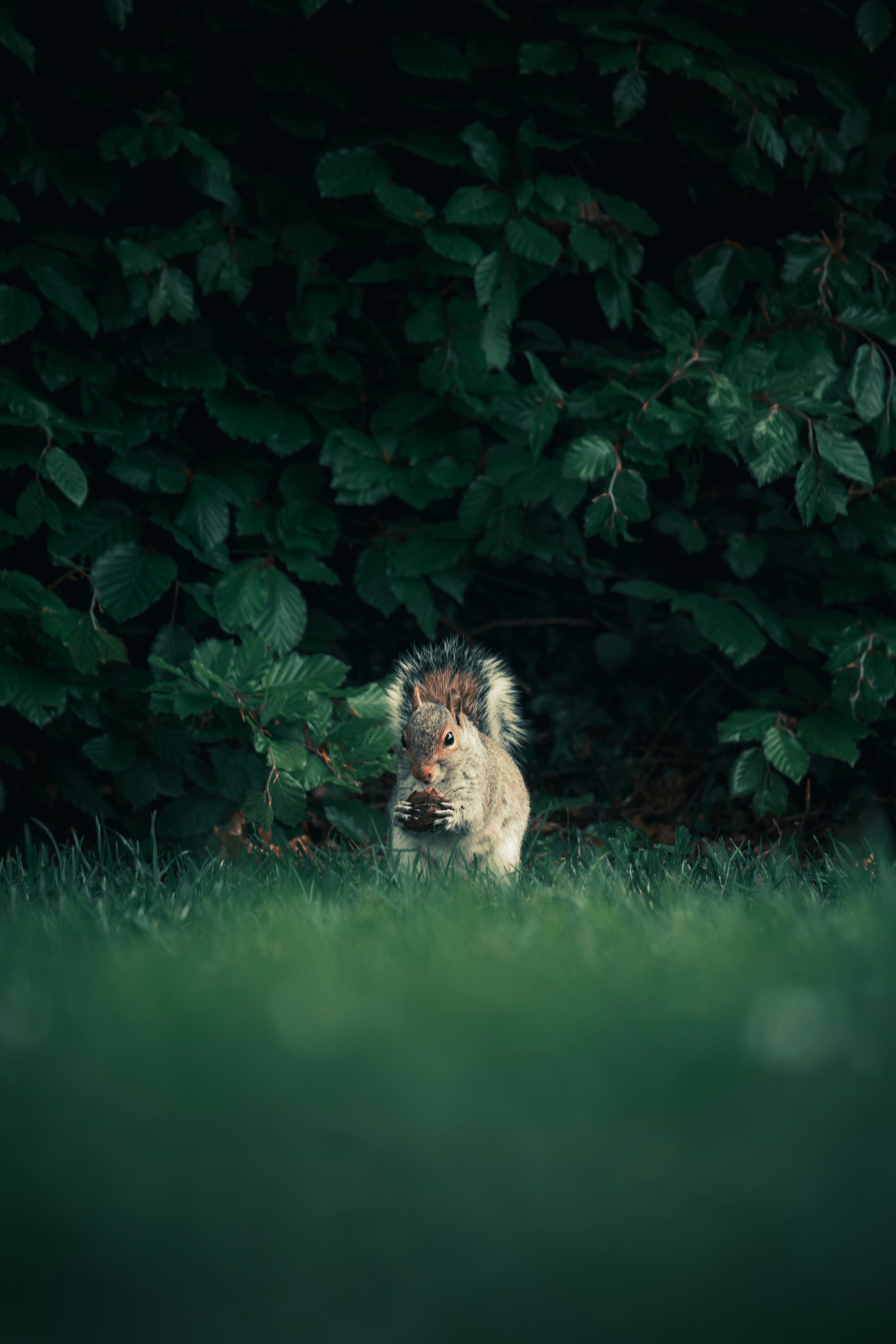 Squirrel in a Moonlit Clearing: A Quiet Moment Among Leaves