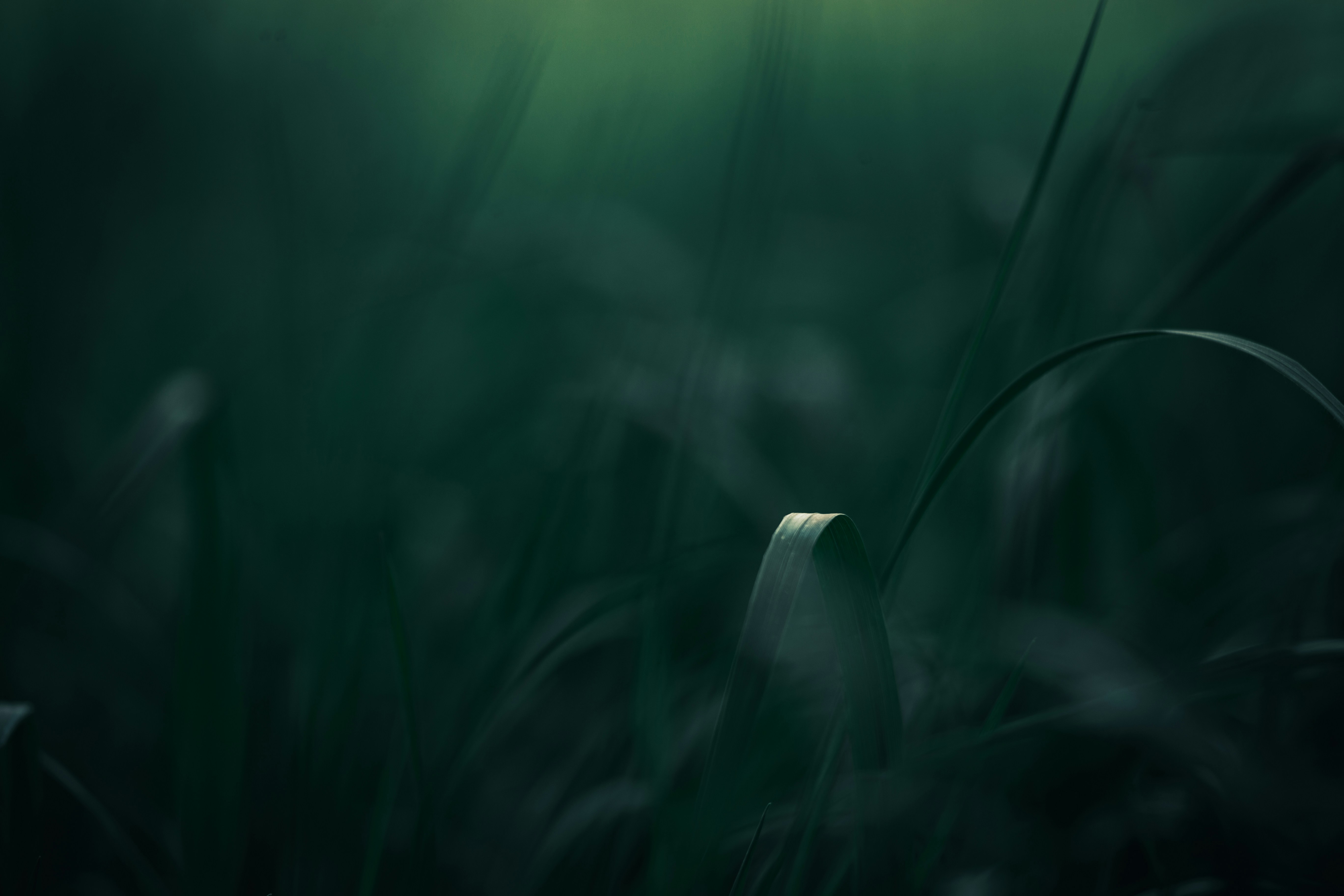 Midnight Meadow: A Lone Blade Reaches Through the Shadows