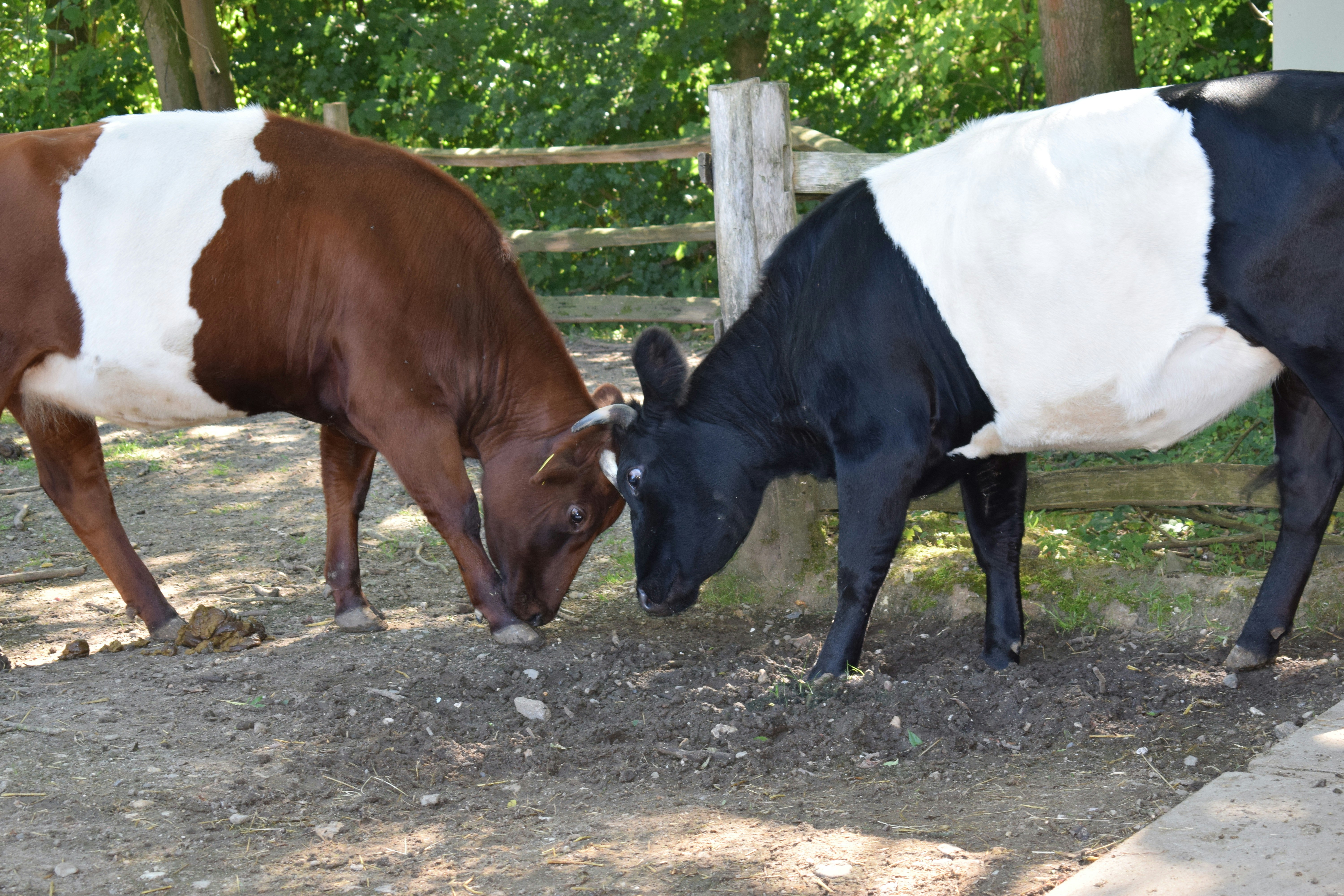 Nose-to-Nose Moment: Pinto Pair in Sunlit Corral