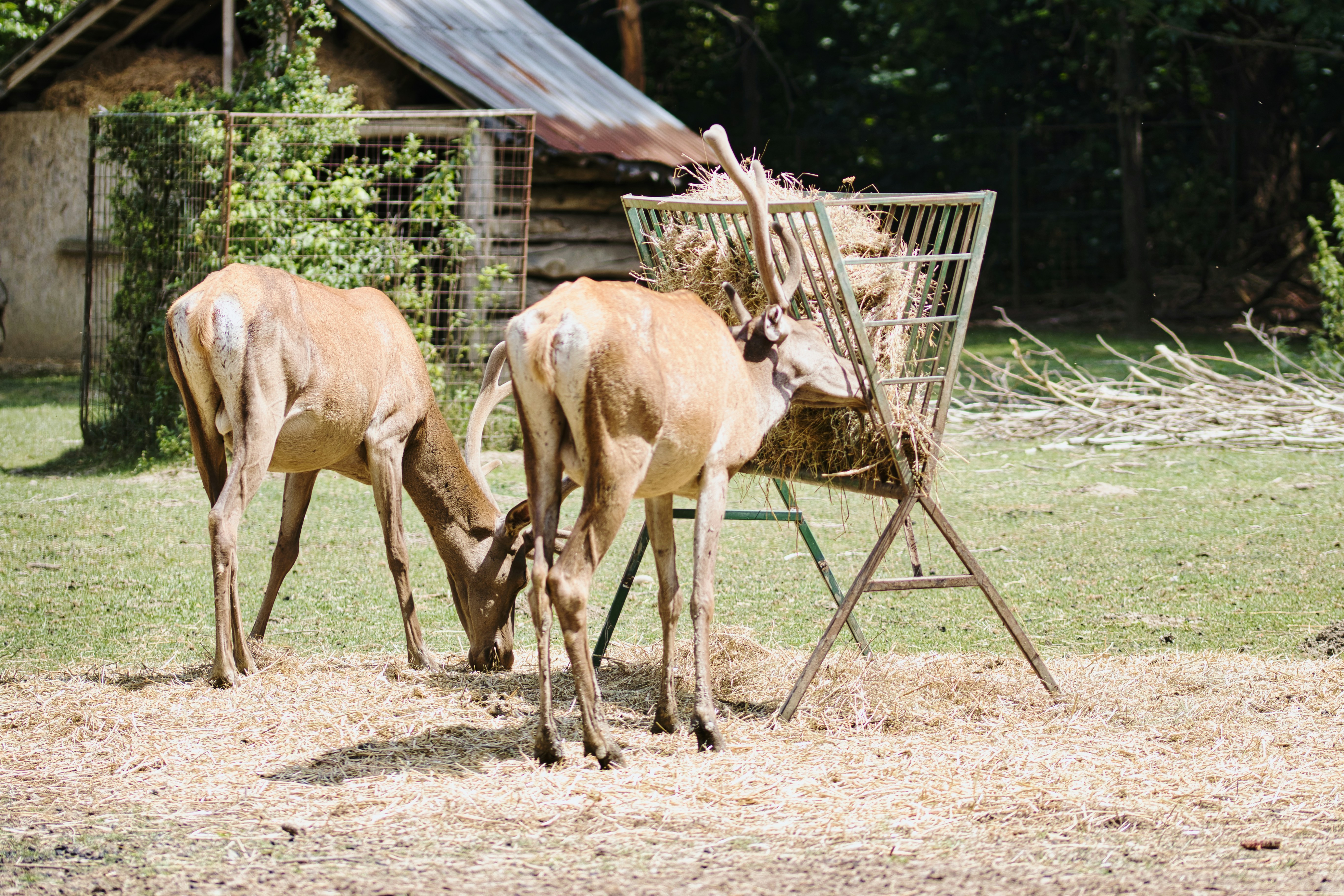 Convergence at the Feeder: Two Deer in a Sunlit Farmyard