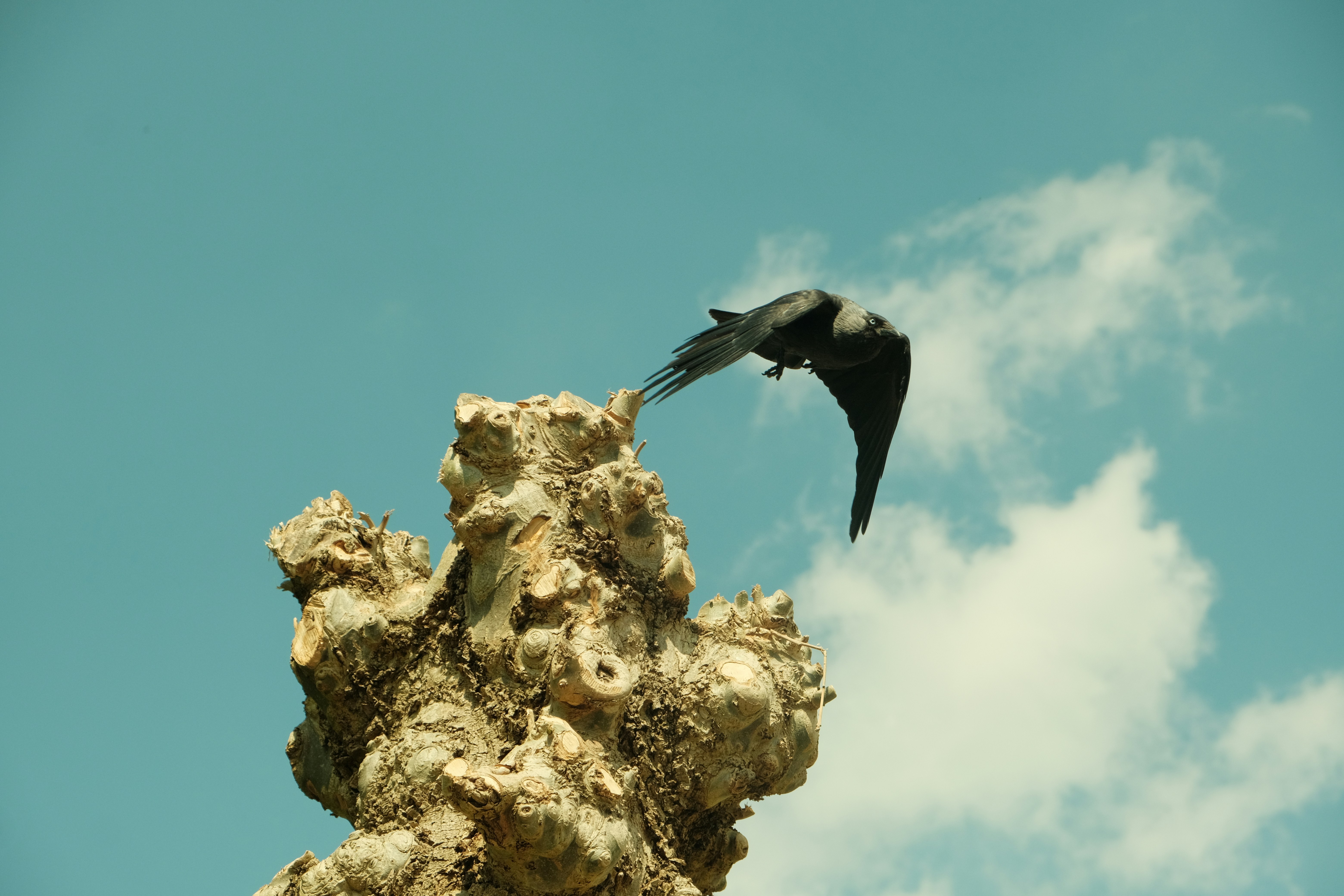Wingbeat at a Weathered Spire: Crow in Departure Against a Turquoise Sky