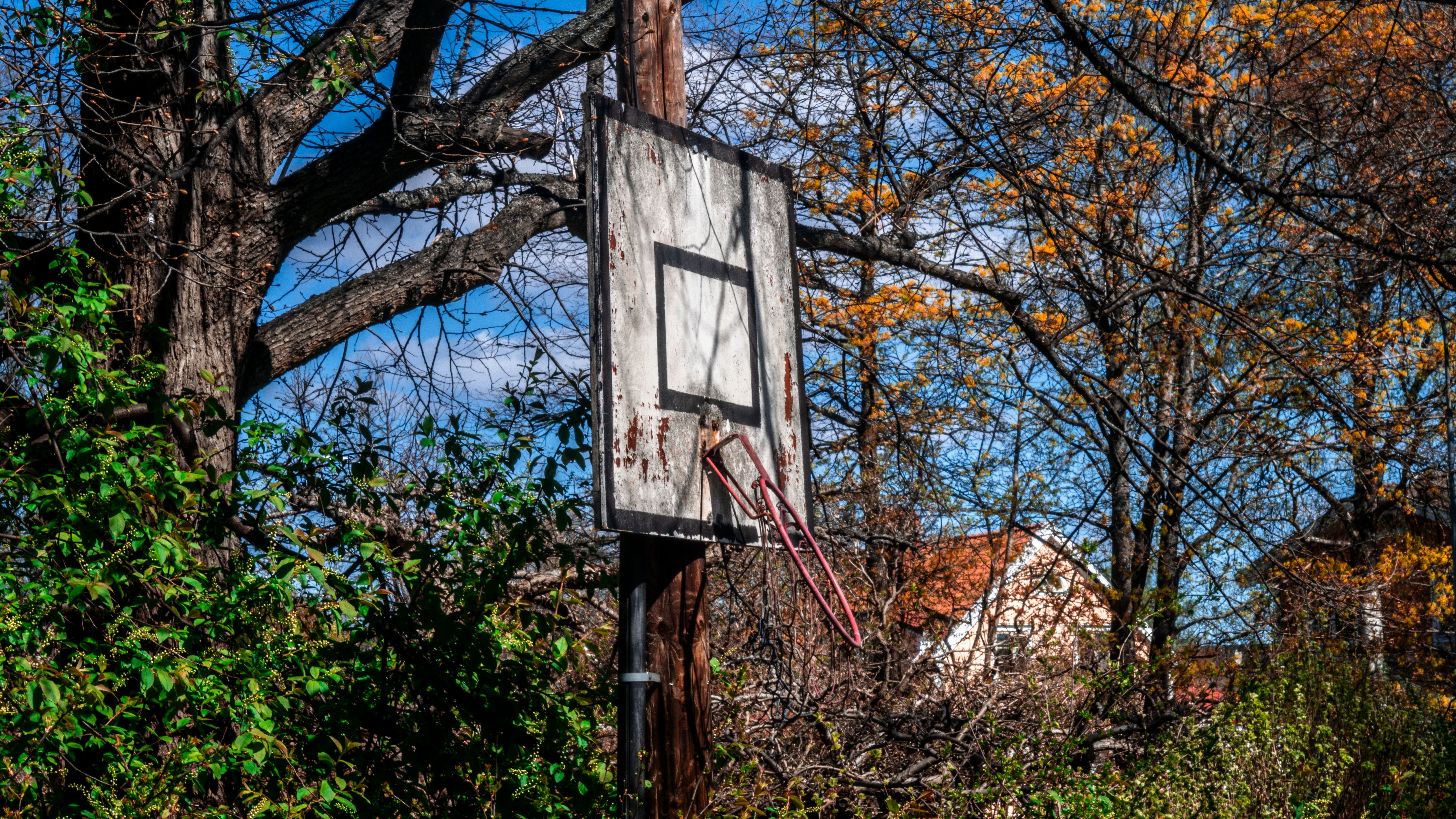Weathered Basketball Backboard Framed by Autumn Canopy Under a Clear Sky