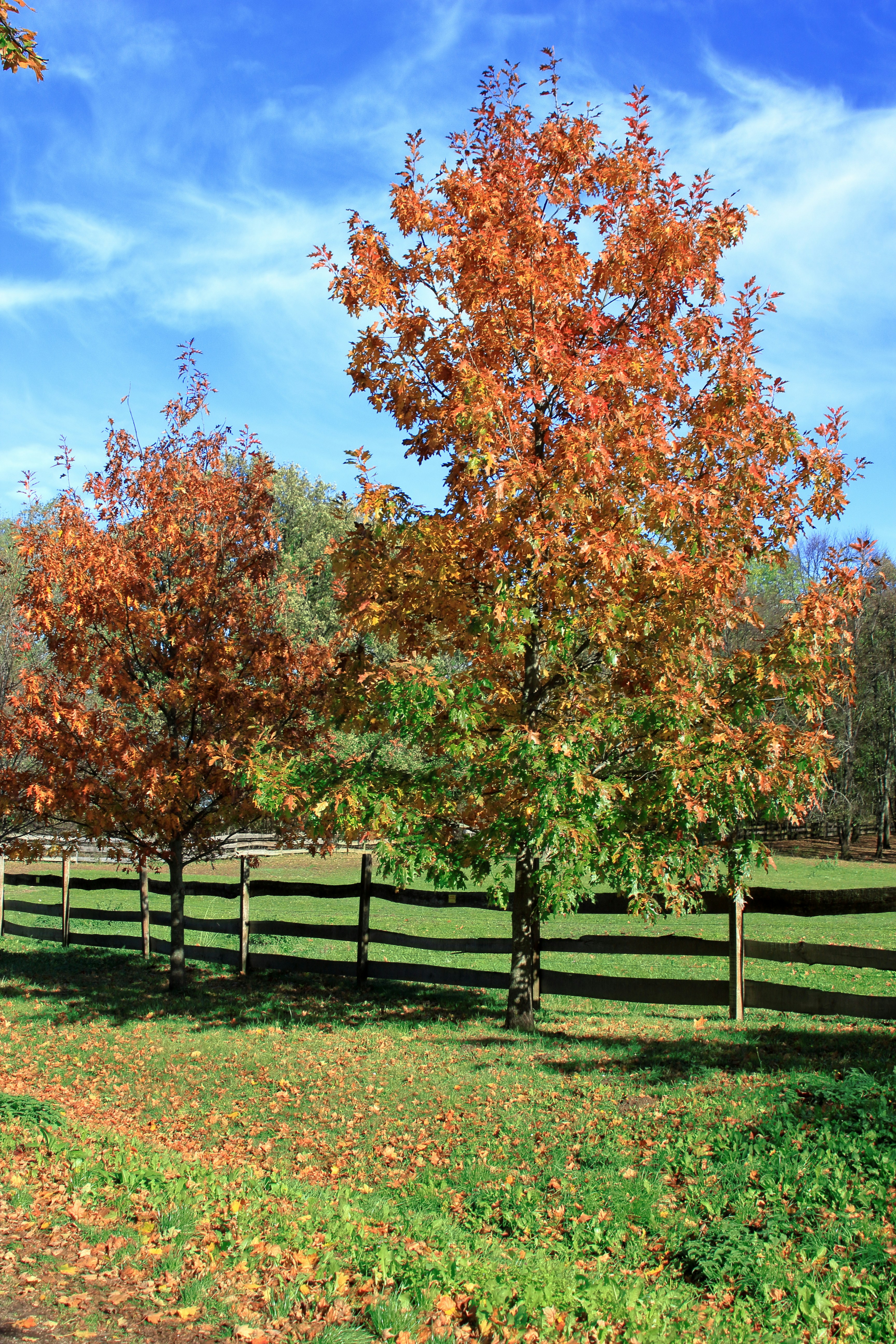 Autumn Ember Canopy Over a Quiet Fenced Field