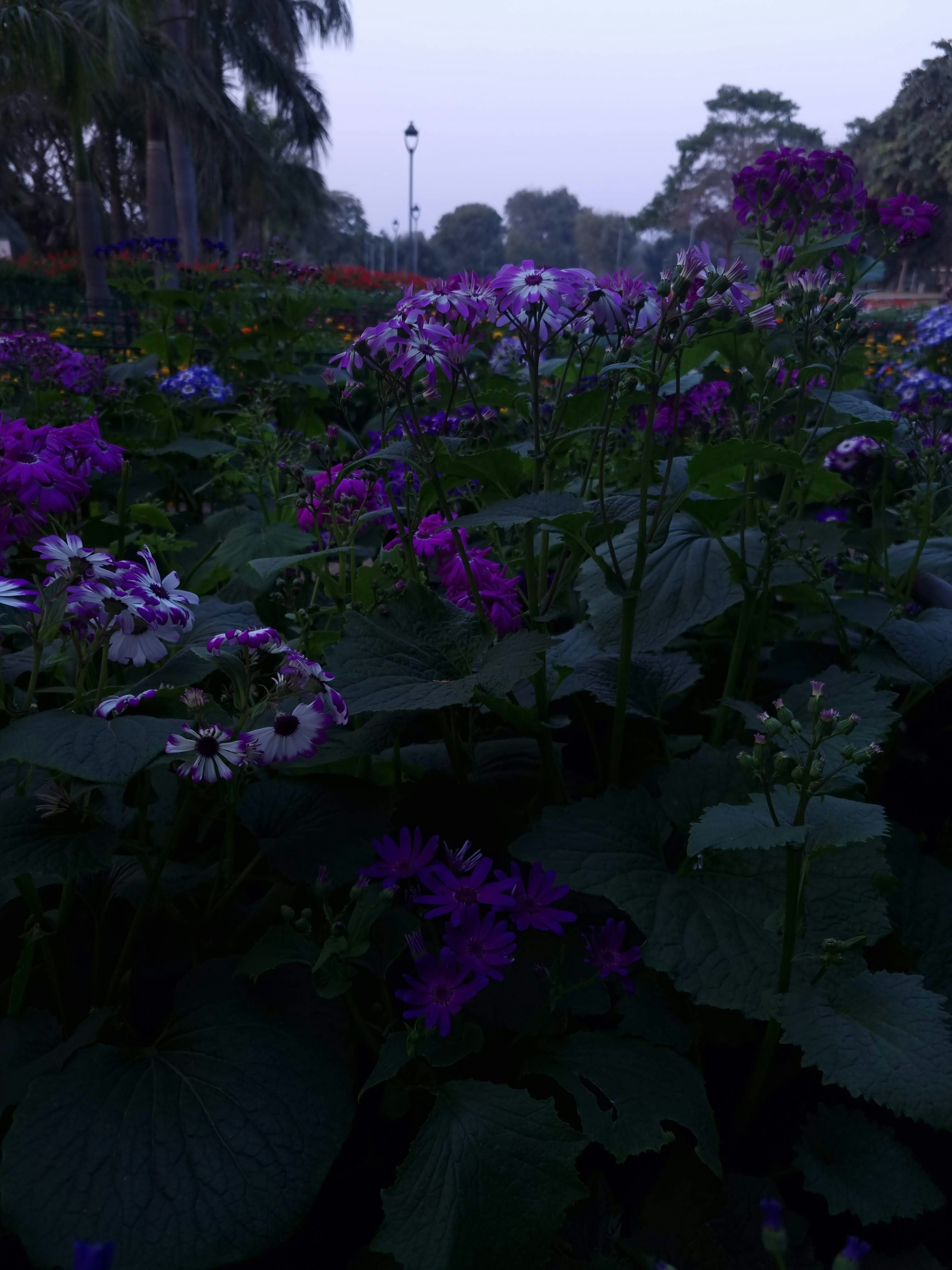 Dusk Among Purple Daisies: A Quiet Garden Portrait