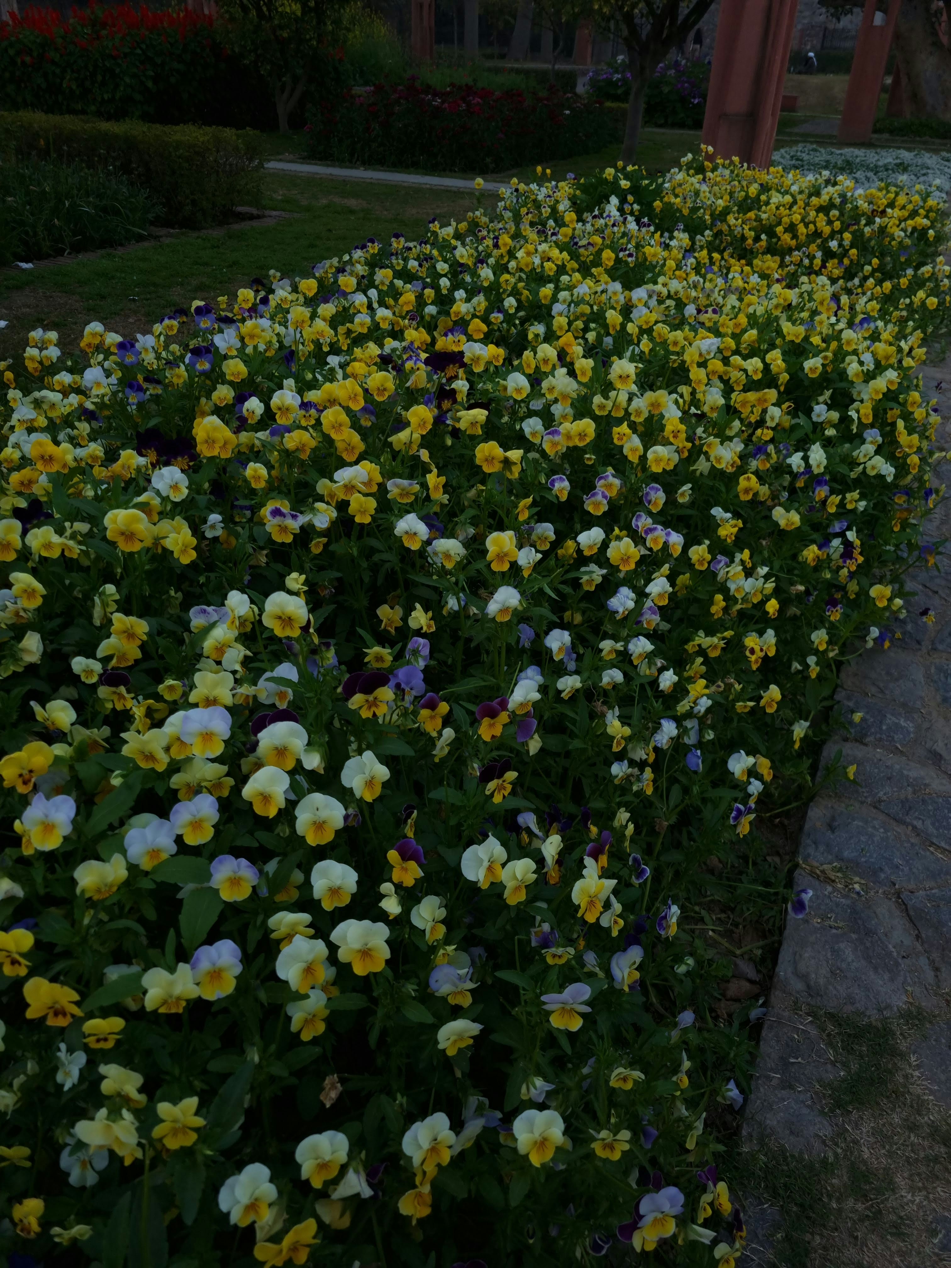 Dusk-Soft Corridor of Yellow Pansies Along a Stone Walkway