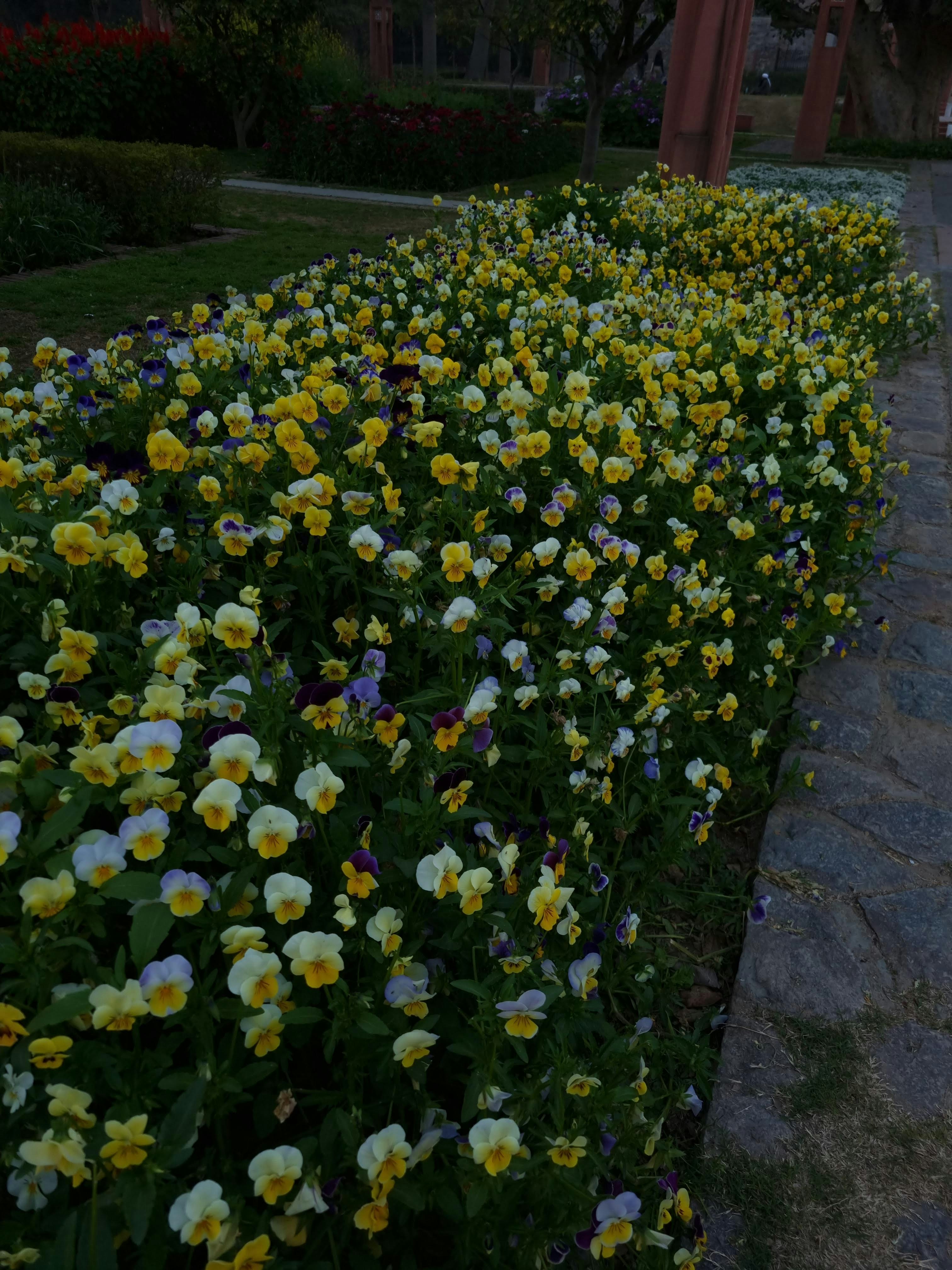 Yellow and purple pansies lining a stone walkway at dusk