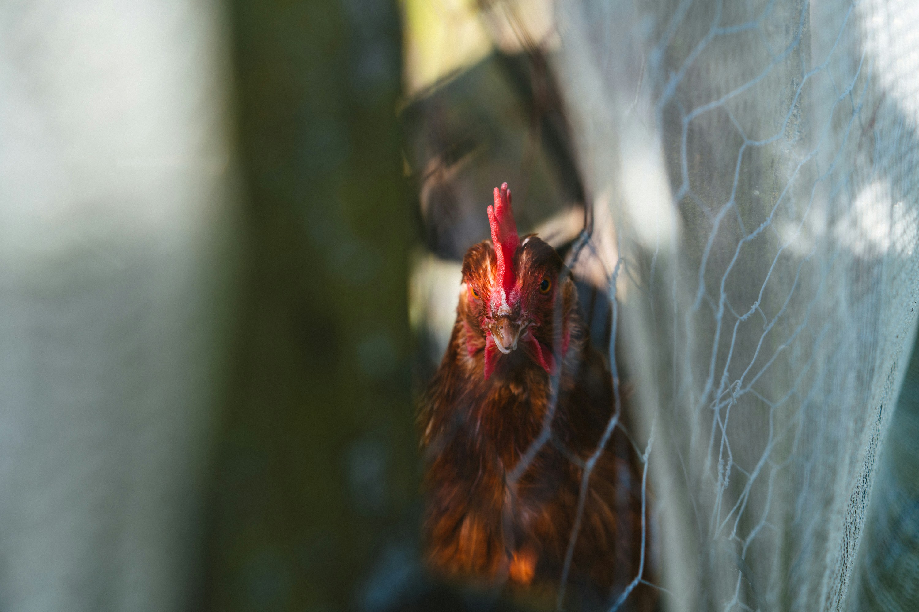 Red Comb Through Chicken Wire: A Quiet Coop Portrait
