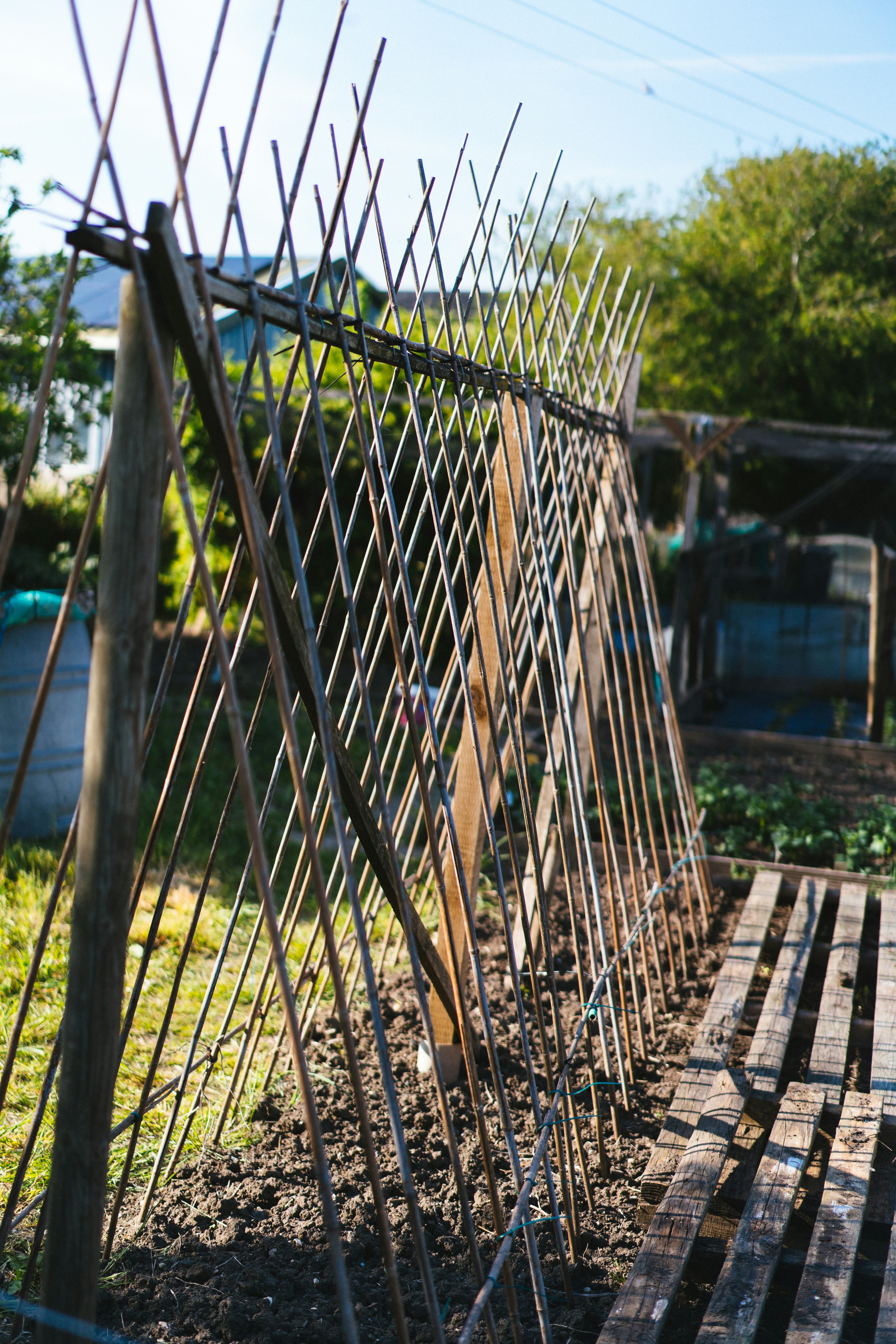 Just call me 'Buffy' - by Clare Hastings - Garden Snippets