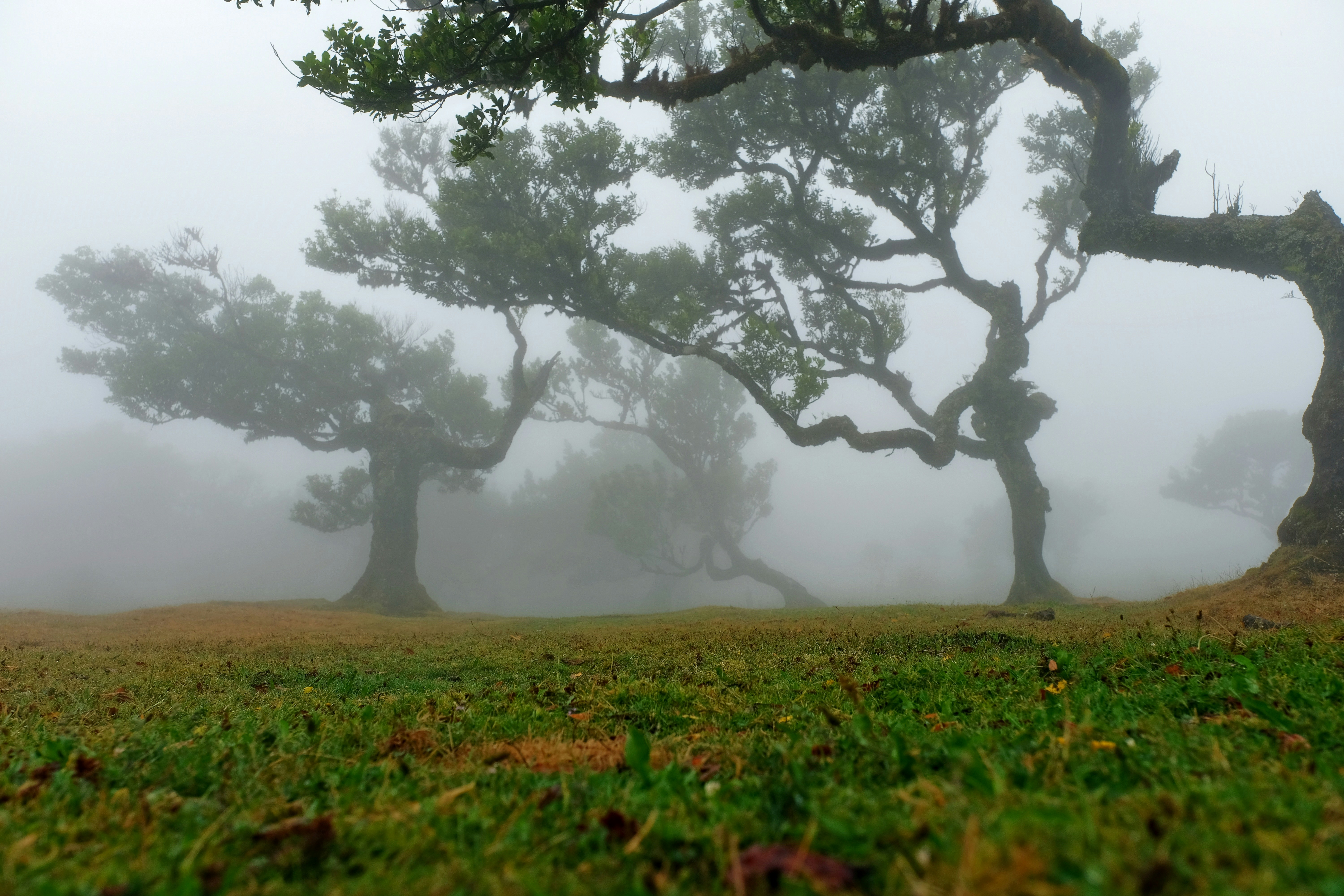 A group of trees that are in the grass photo – Free Madeira Image on ...