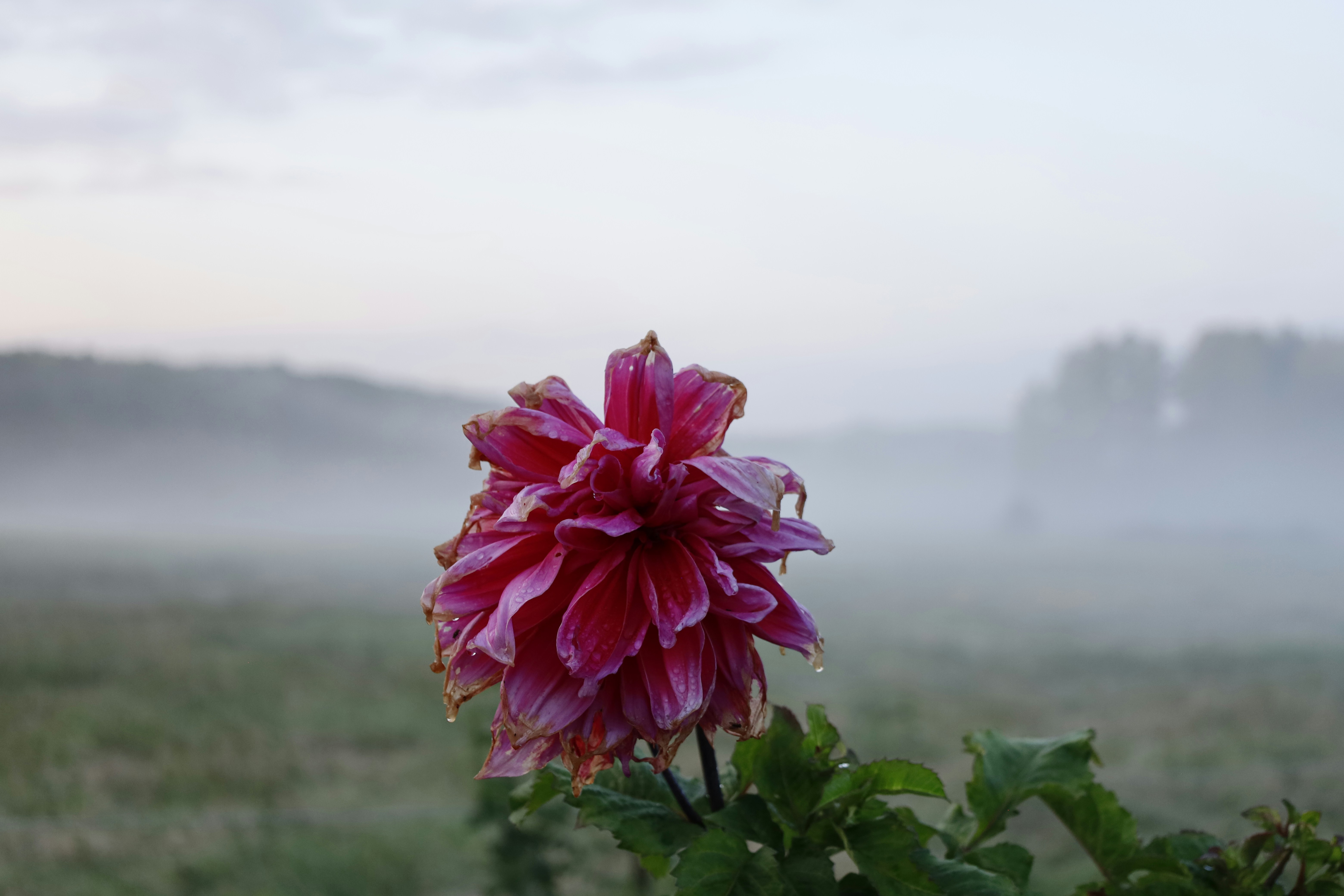 Dawn Mist Crown: a solitary pink bloom in a fog-draped field