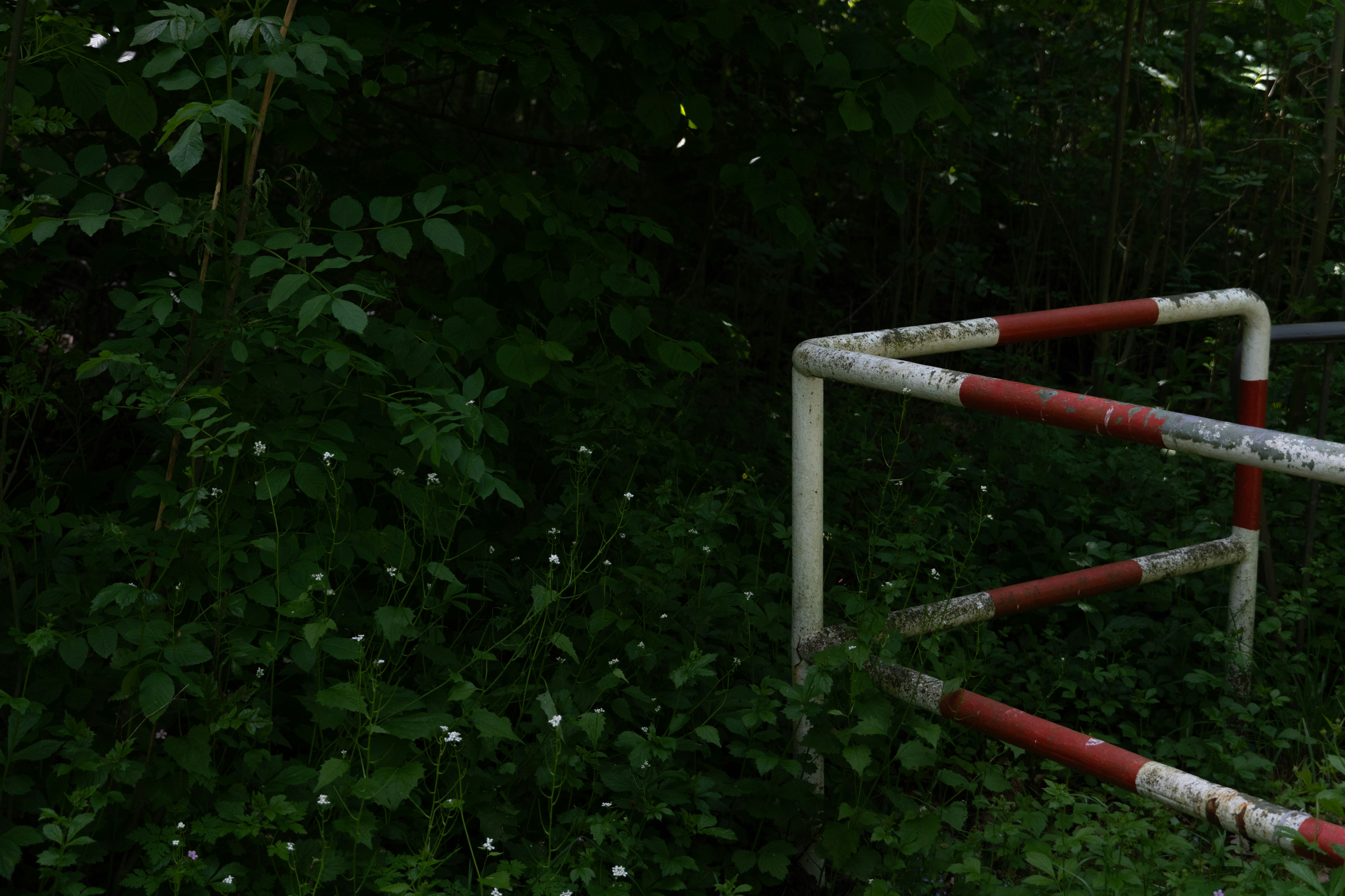 Red-White Barrier Recedes Into Shadowed Ivy
