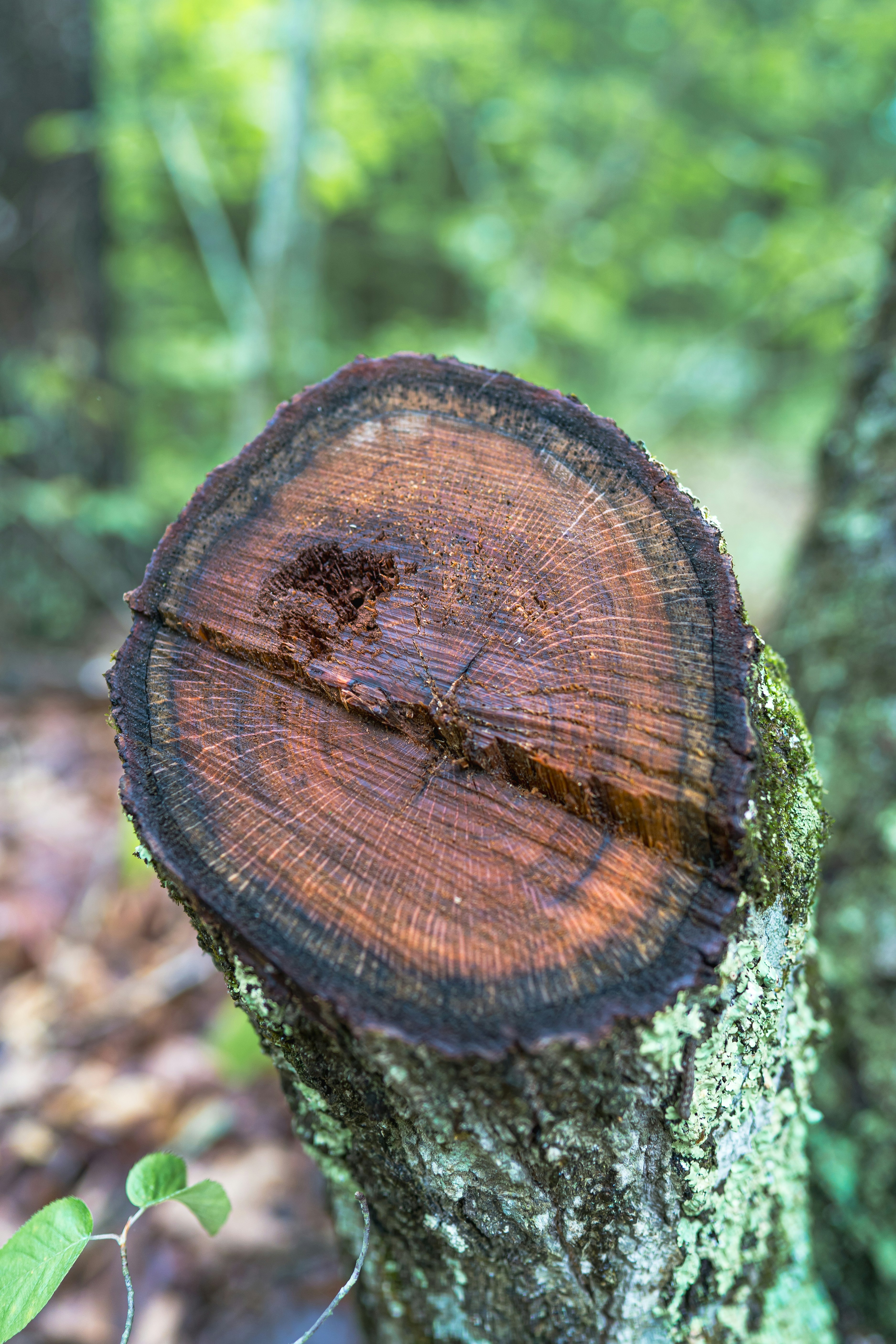 Concentric Echoes in Moss: A Forest Stump Close-Up