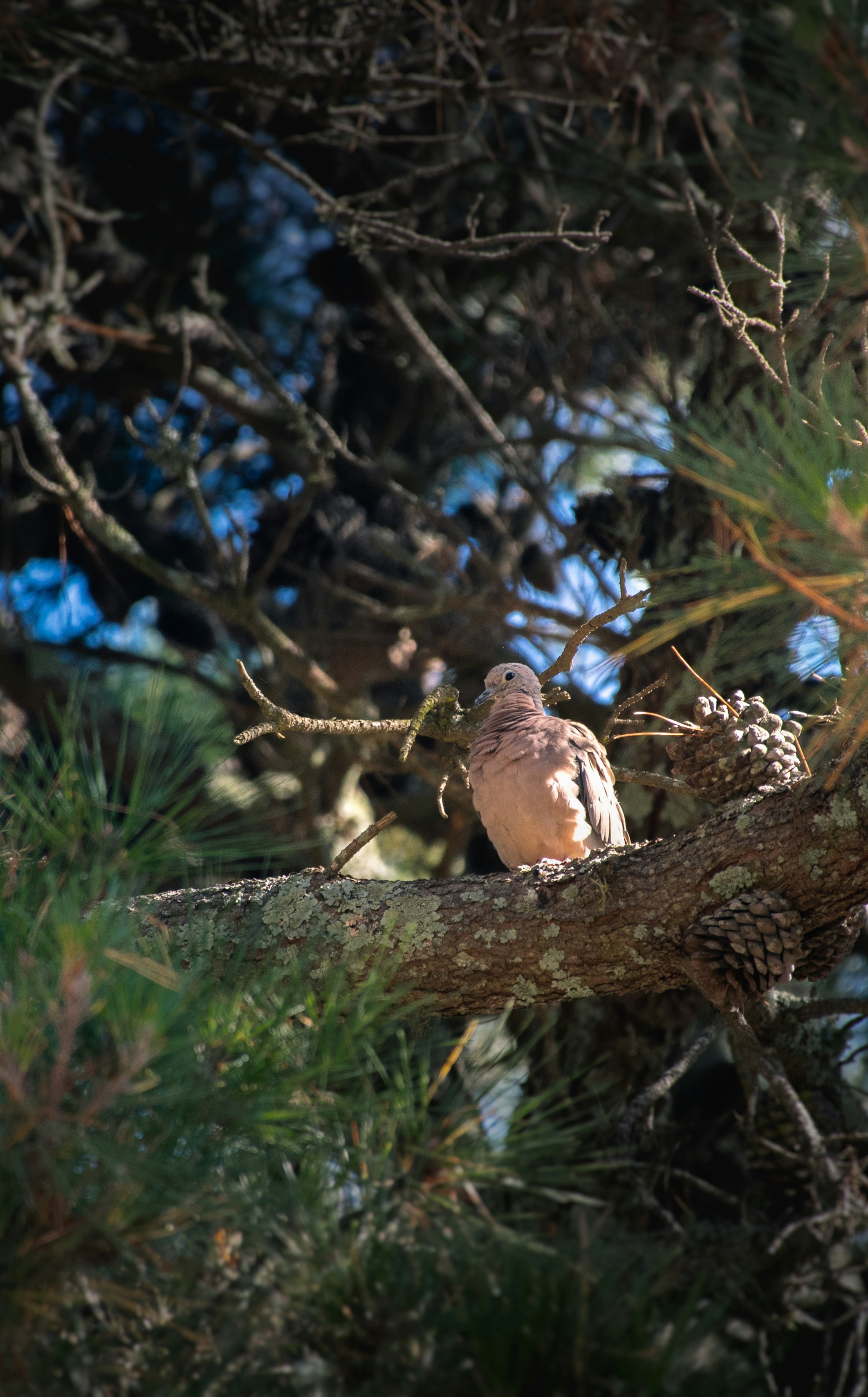 Dove on a Sunlit Pine: Quiet Sentinel Among Needles