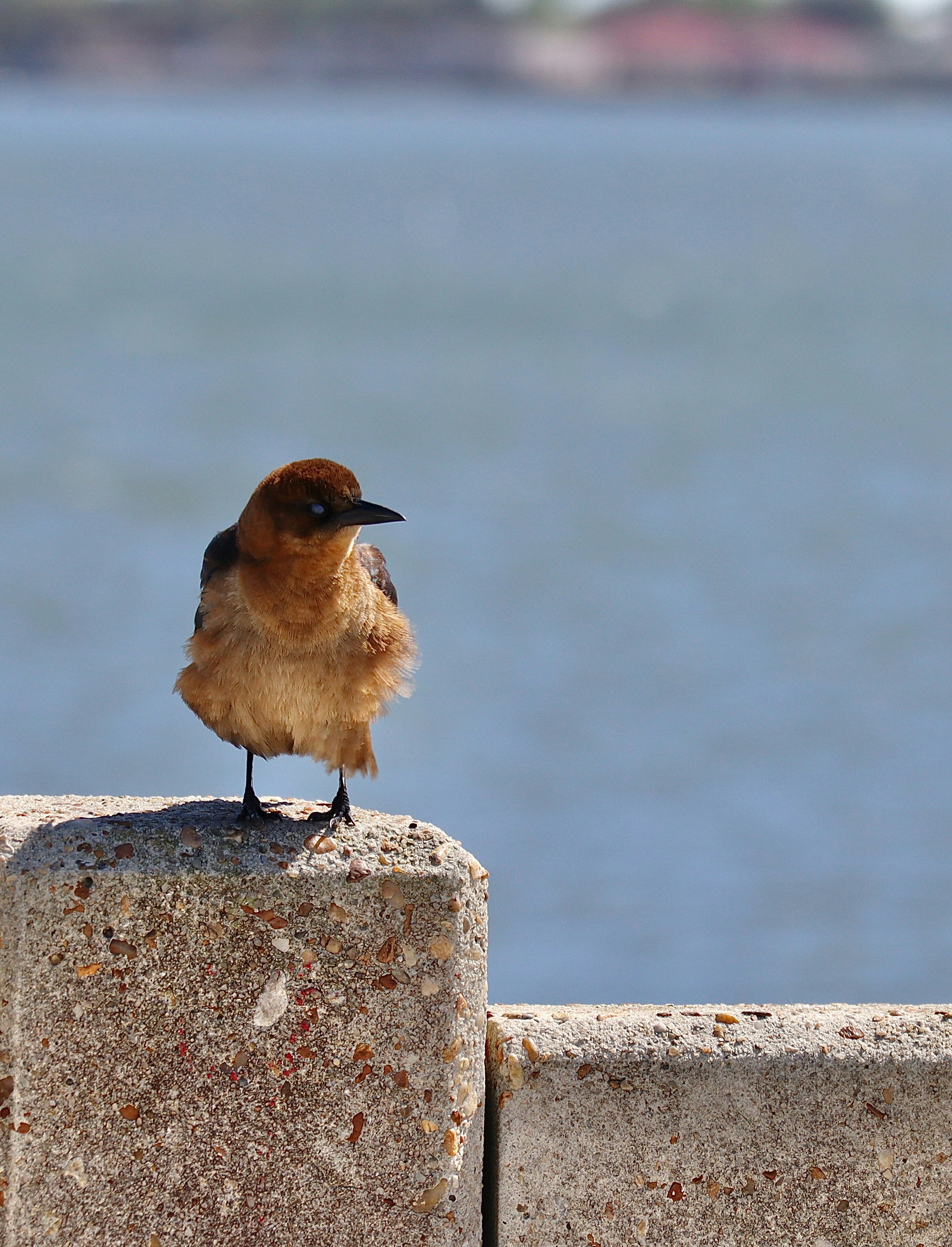 Perched on concrete guard, a lone shorebird surveys the calm harbor