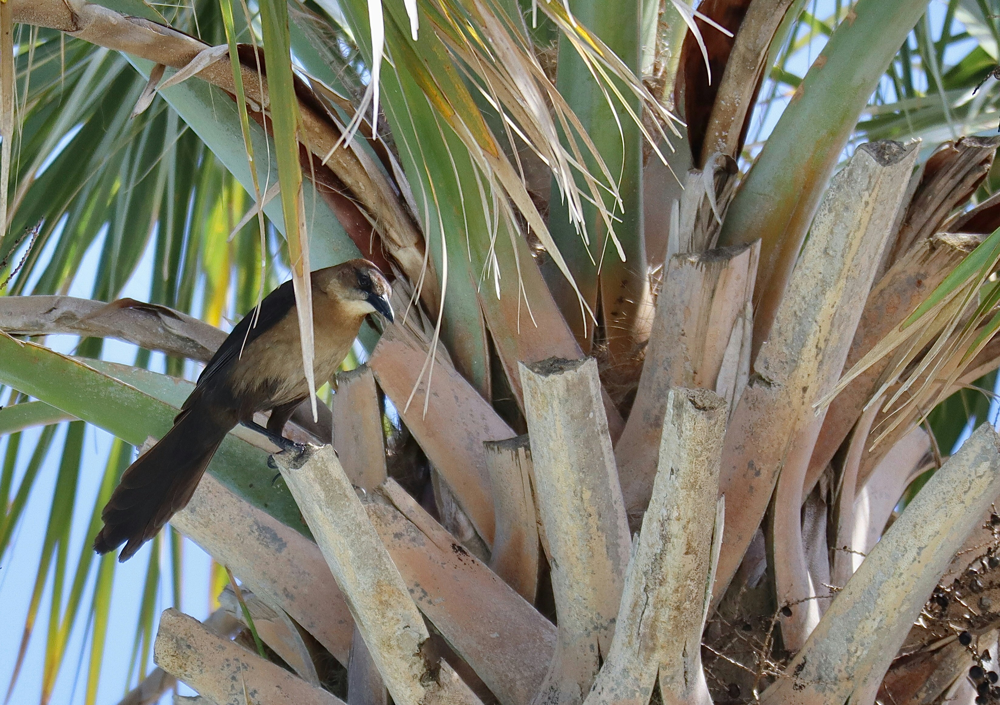 Sunlit Palm Crown: A Tiny Bird Perched Amid Fronds
