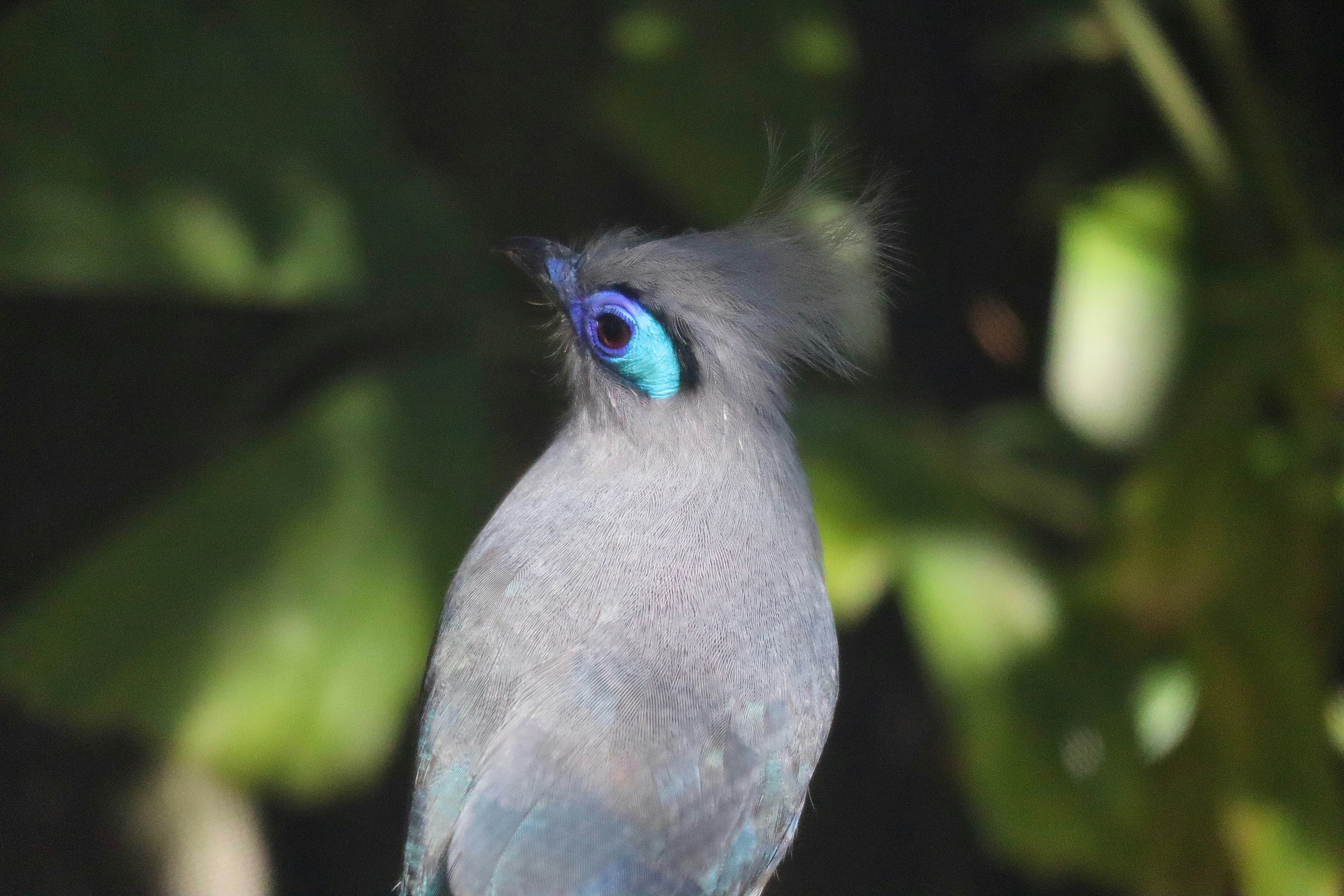 A close up of a bird with a blue eye photo – Free Animal Image on Unsplash