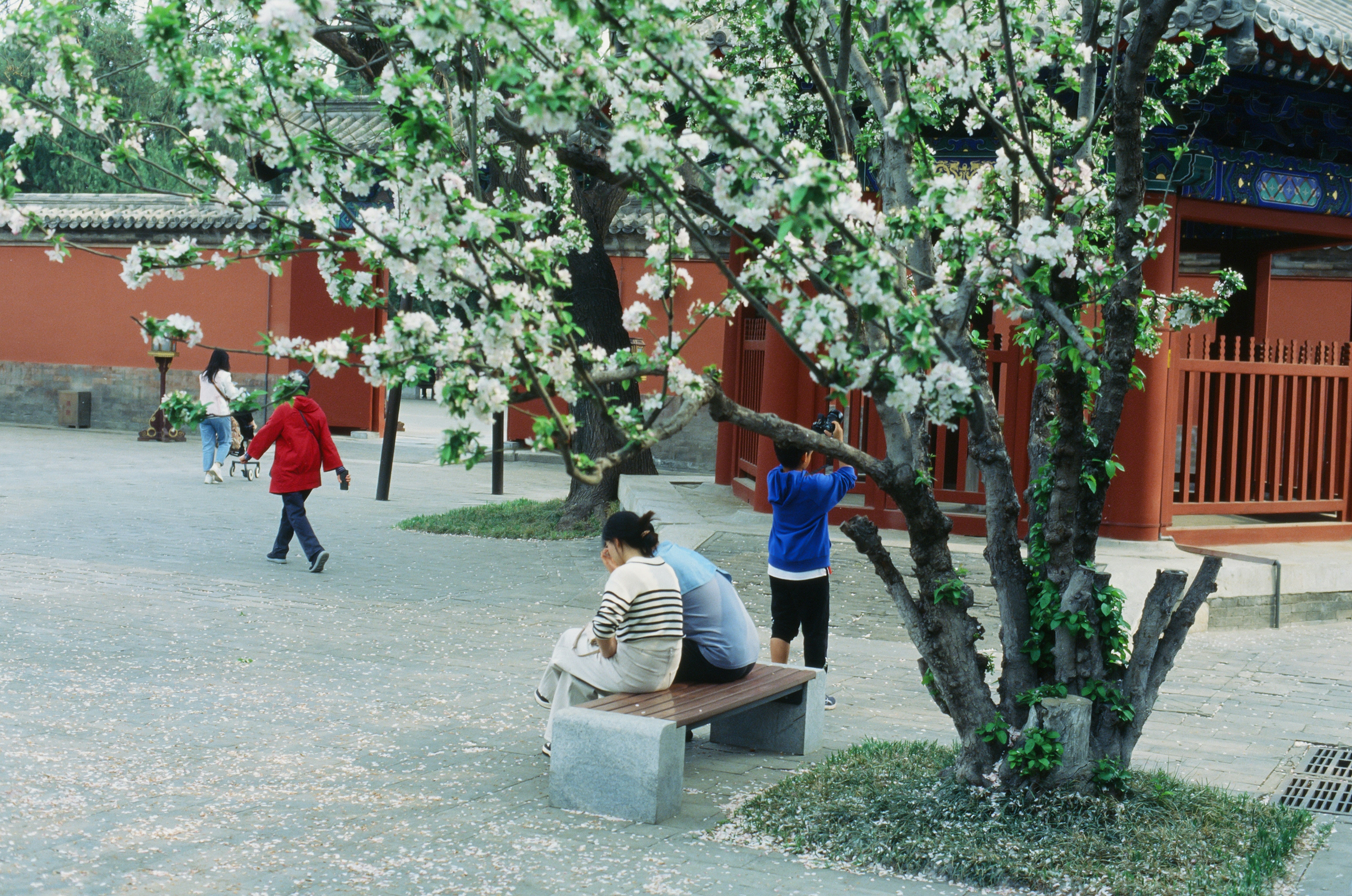 Two people rest on a bench under a flowering tree, while a child captures the scene with a camera.