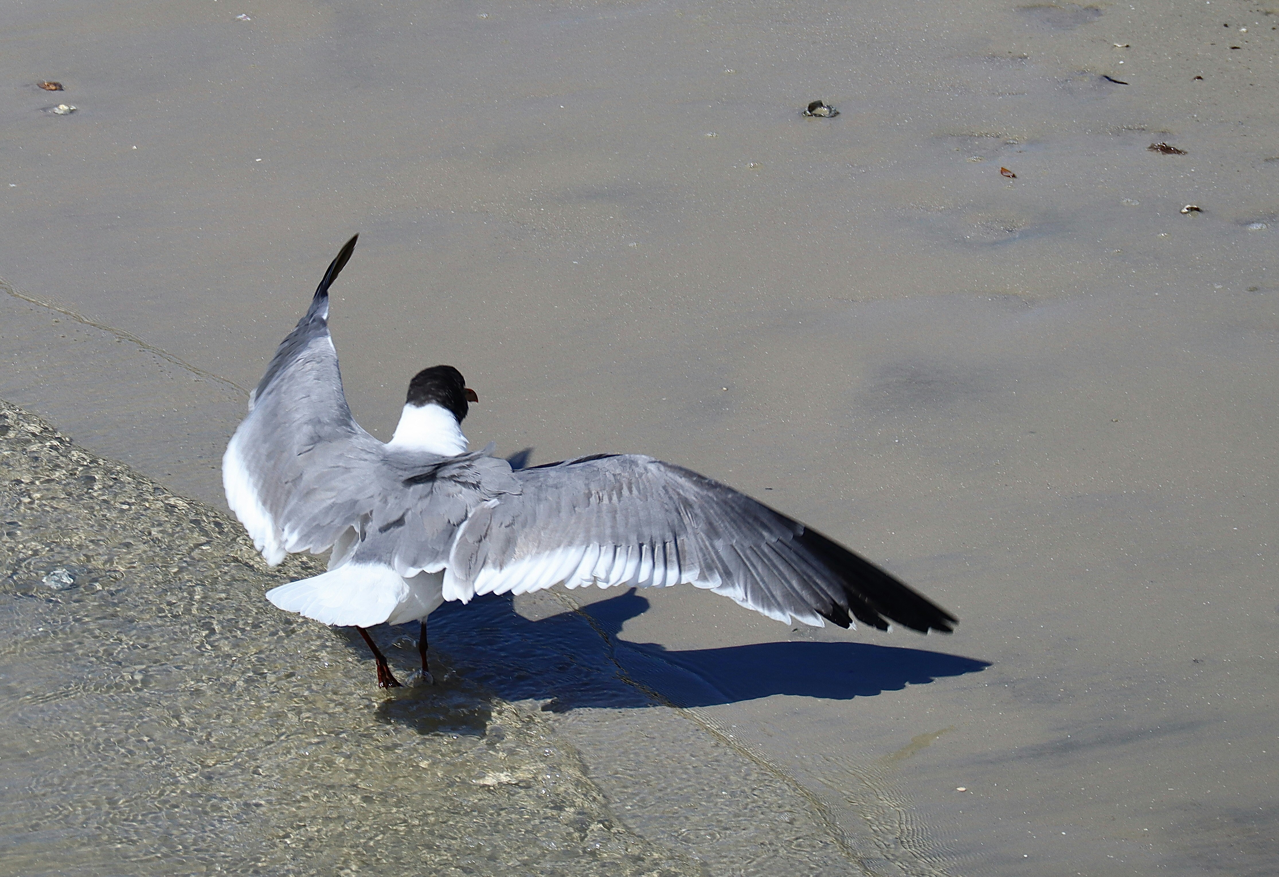 Wingbeat on the Tidal Threshold