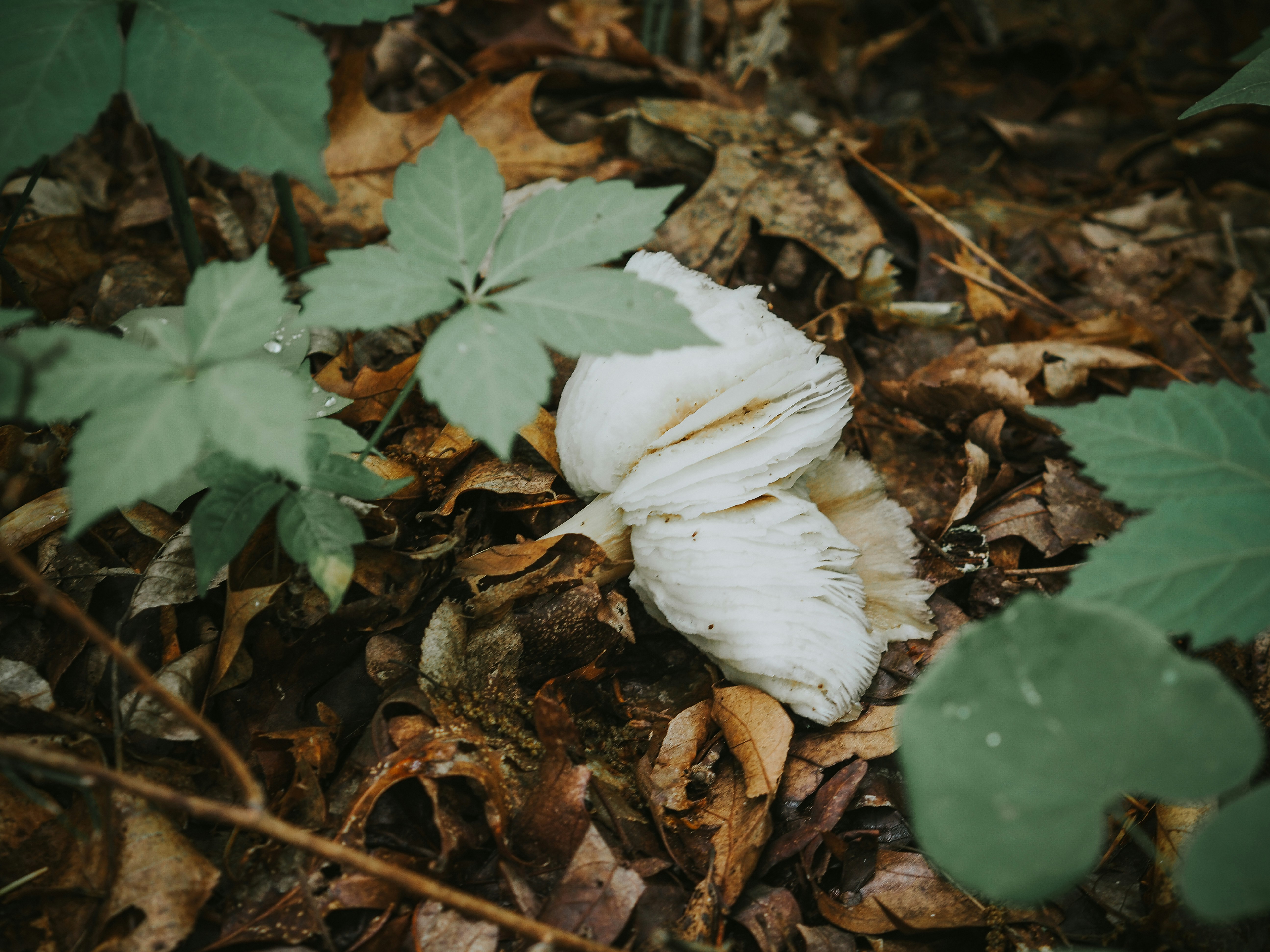 White Bracket Fungus Nestled in Damp Autumn Leaf Litter