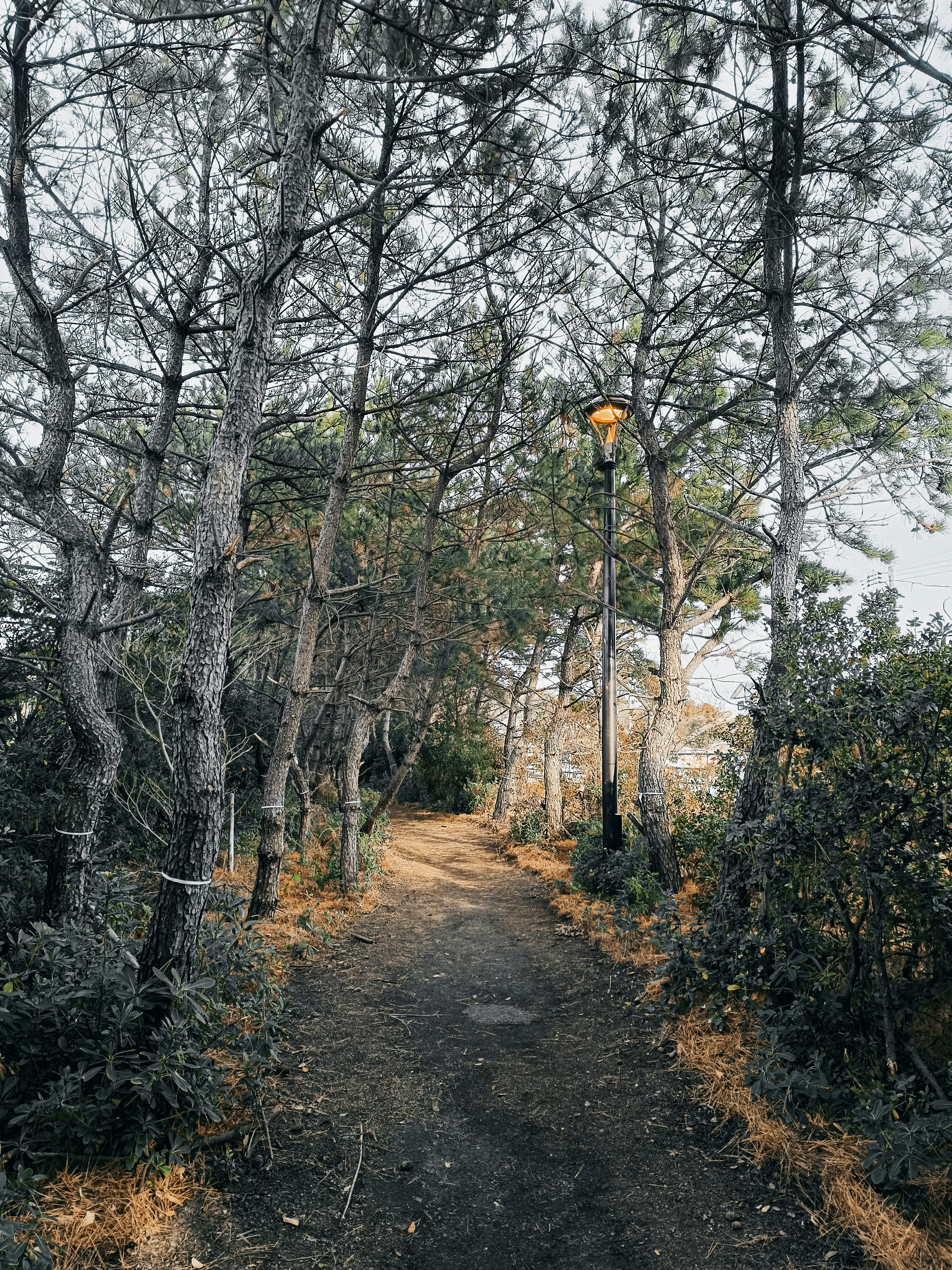 Narrow dirt path winds through a pine grove with a solitary lamppost casting a warm glow; autumn needles blanket the ground.
