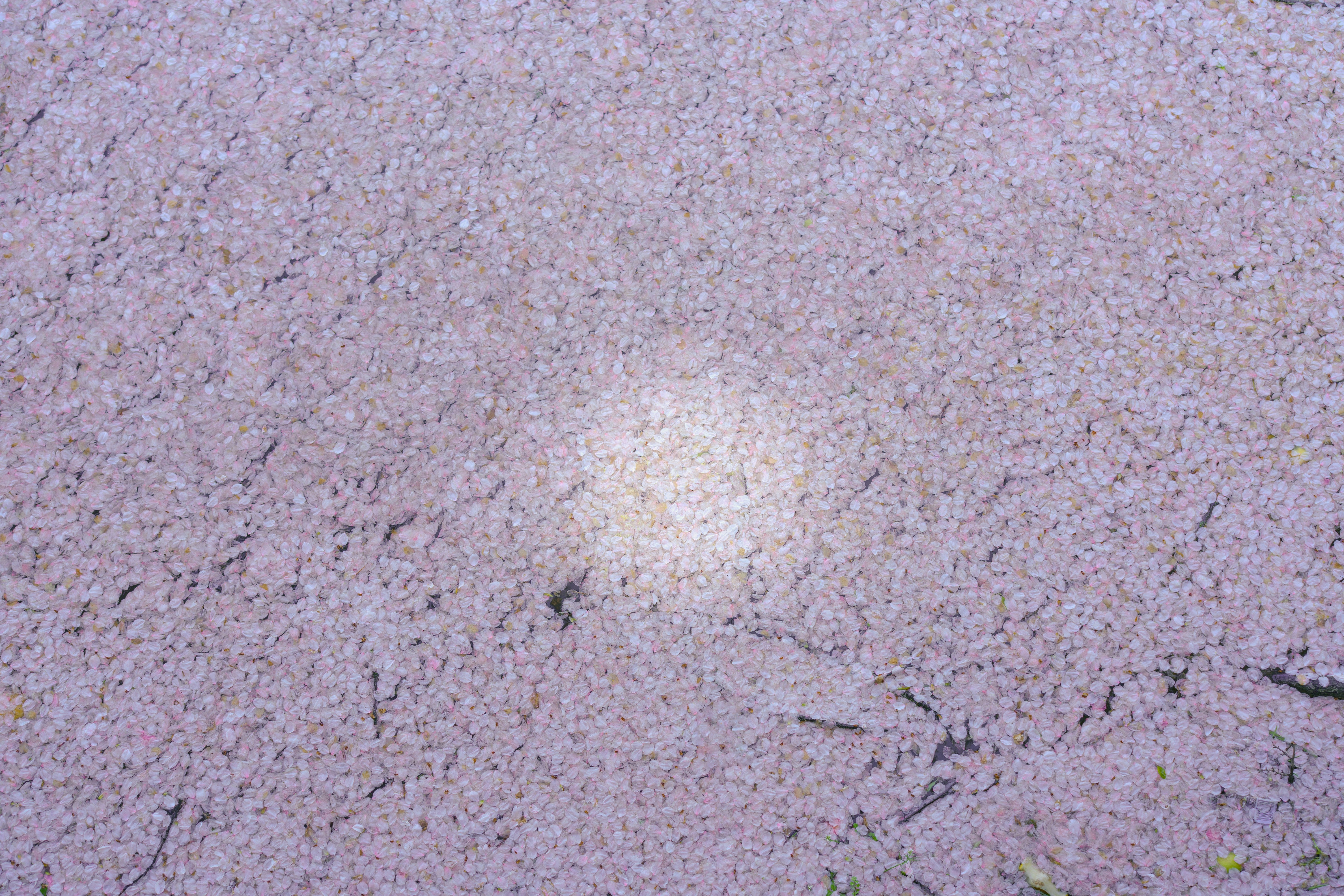 A close up of a white object on the ground photo – Free Flower Image on ...