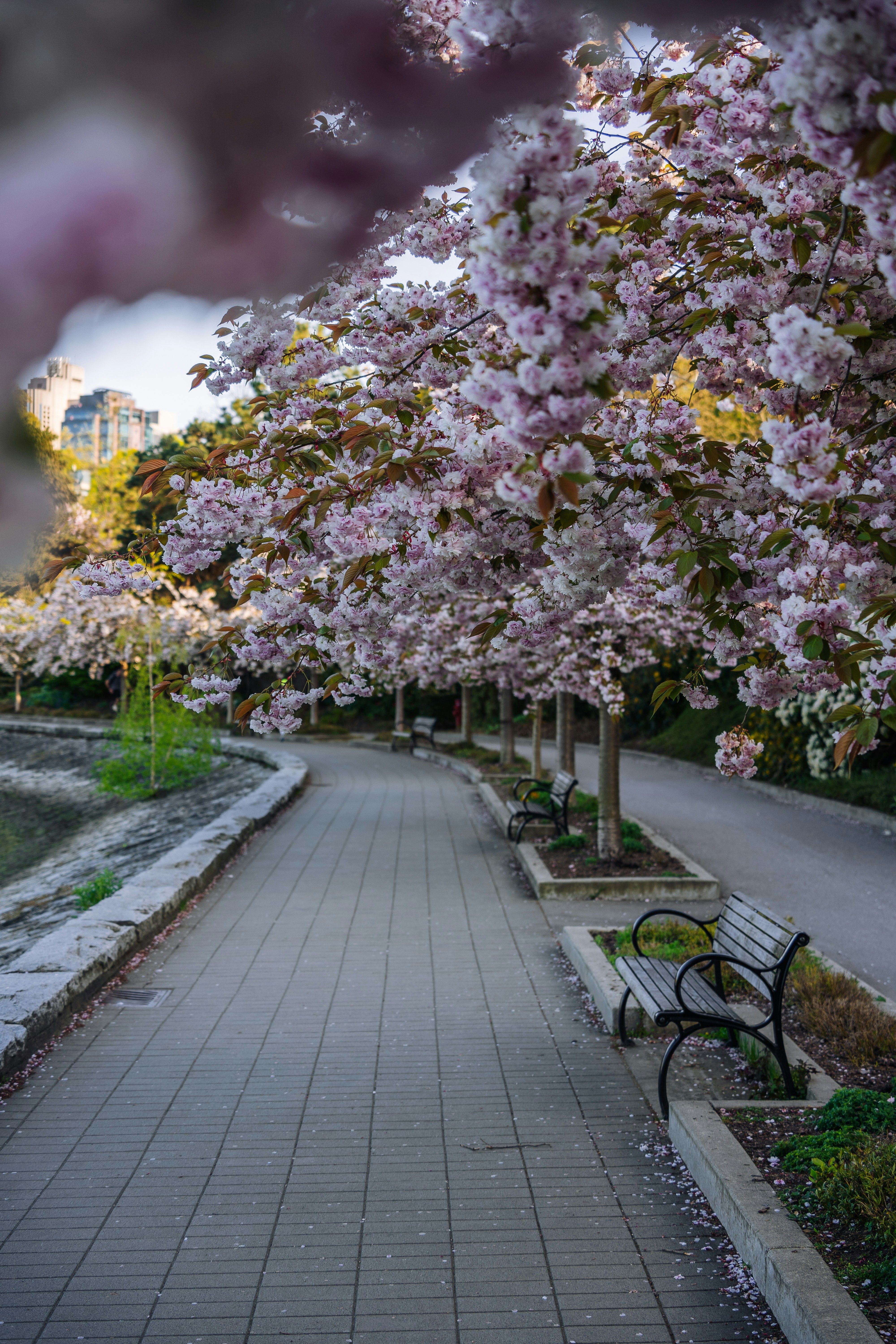 Photo by Aditya Chinchure with Sony Alpha 7 III