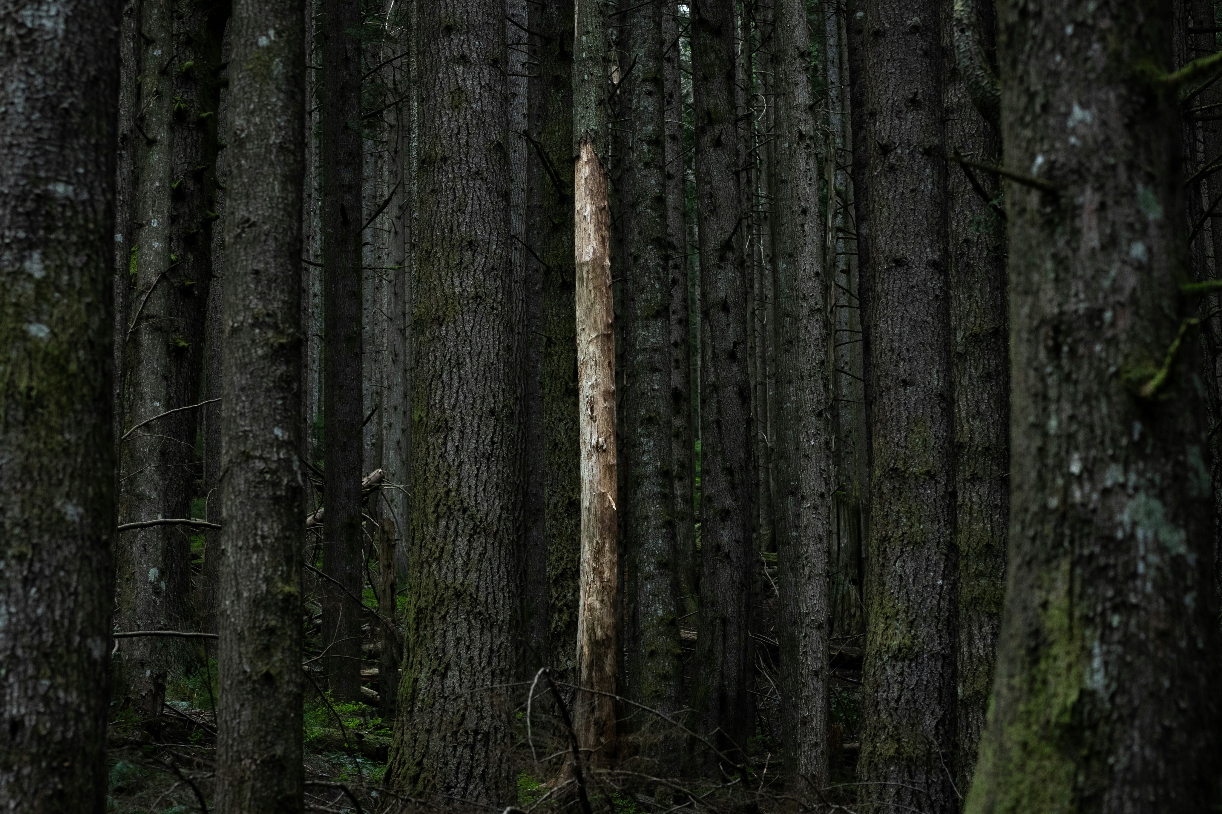 Pale Sentinel in a Dense Pine Corridor