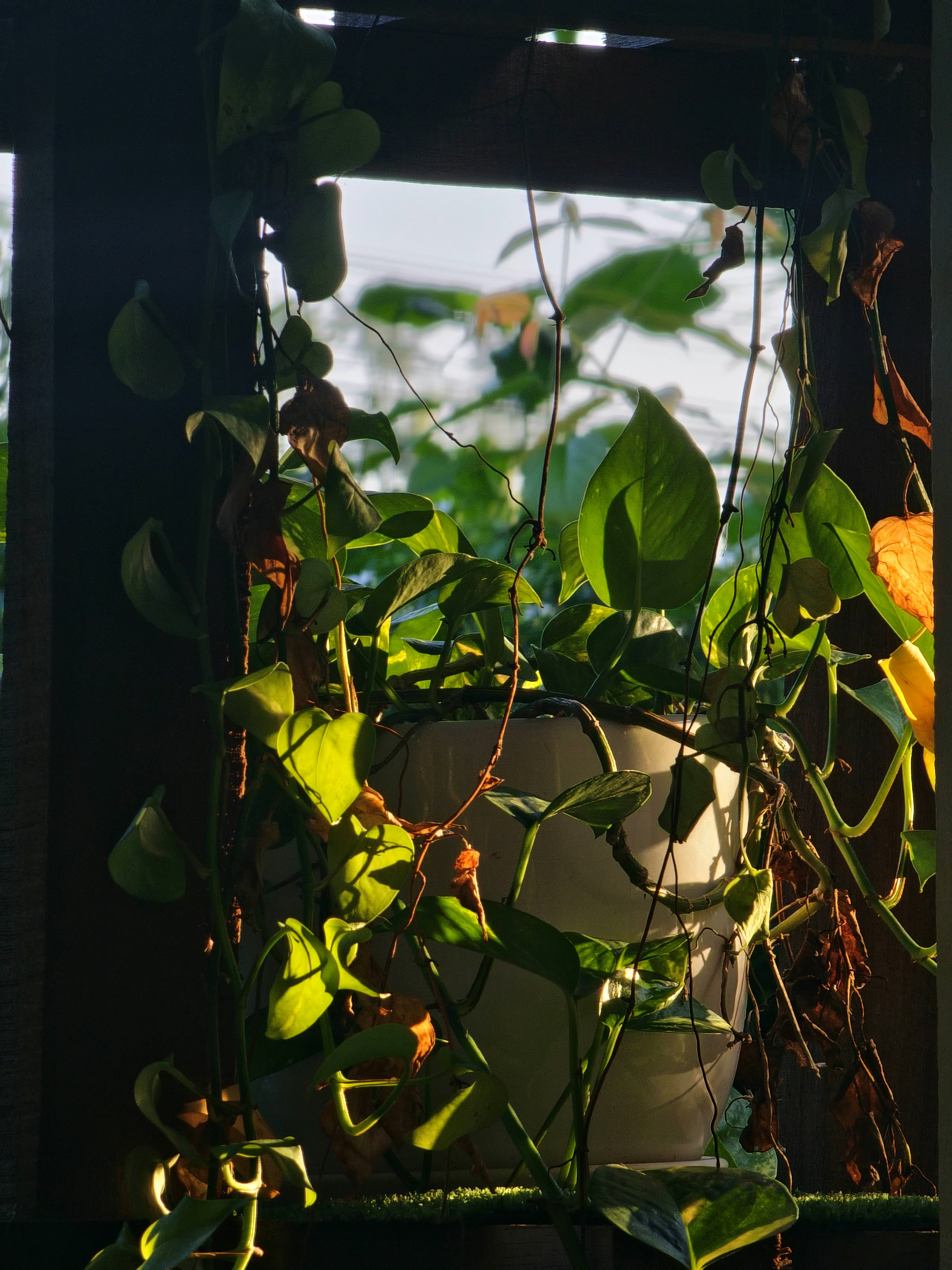 Sunlit Vines Framing a Quiet Balcony Ceramic Pot