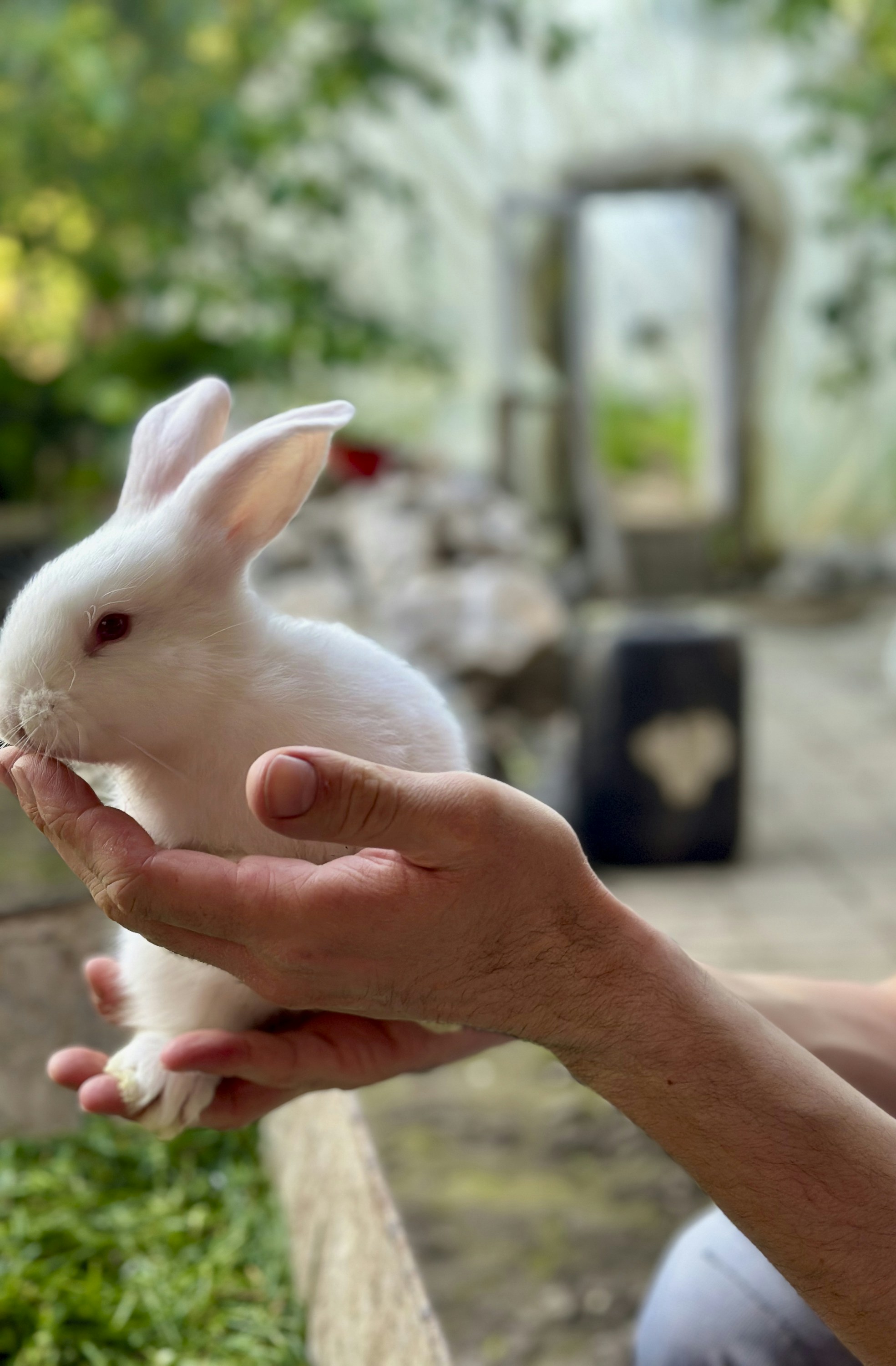 A person holding a small white rabbit in their hand photo – Free ...