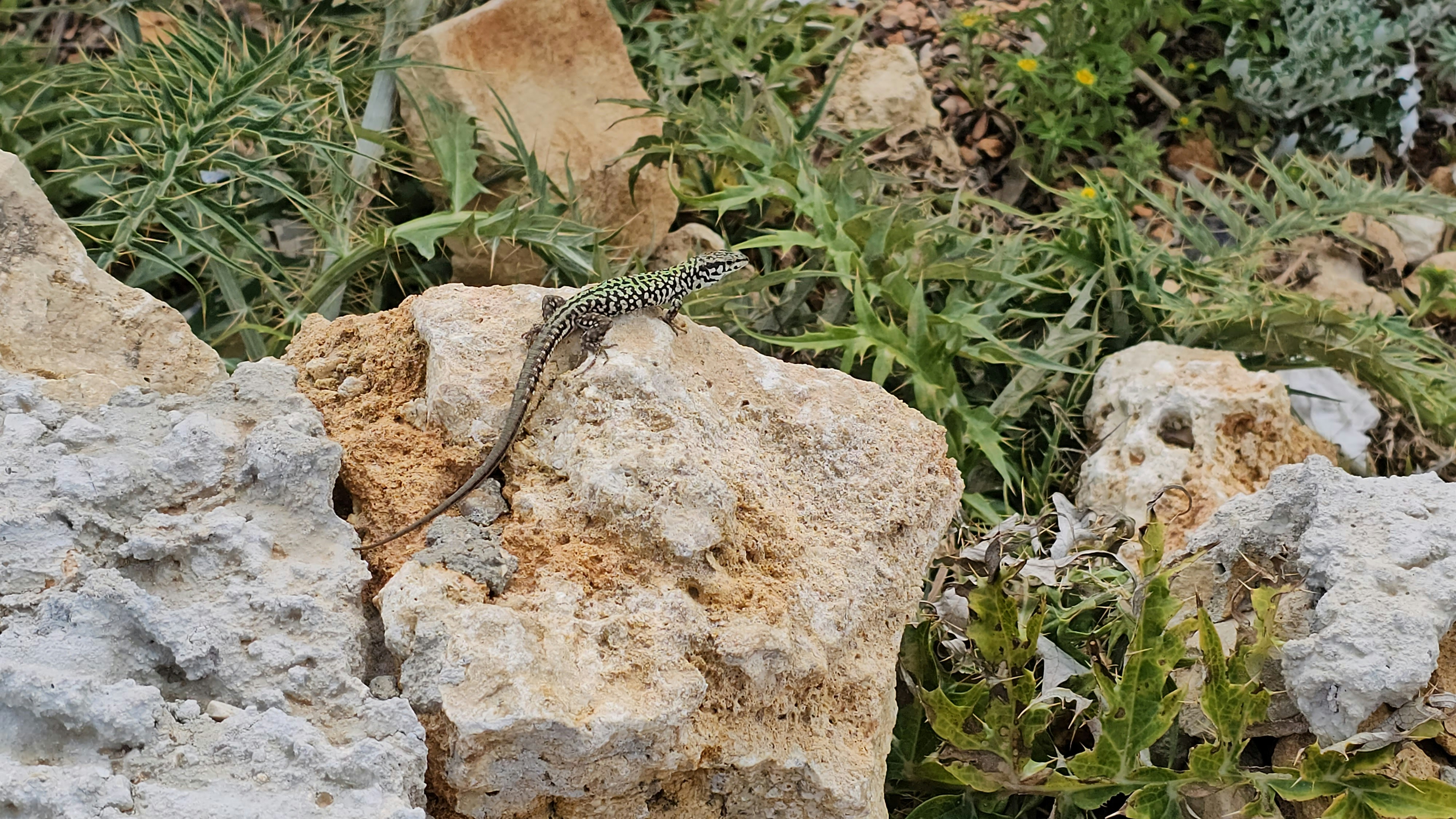 Gecko on Weathered Limestone: a quiet moment among sunlit stones and greenery