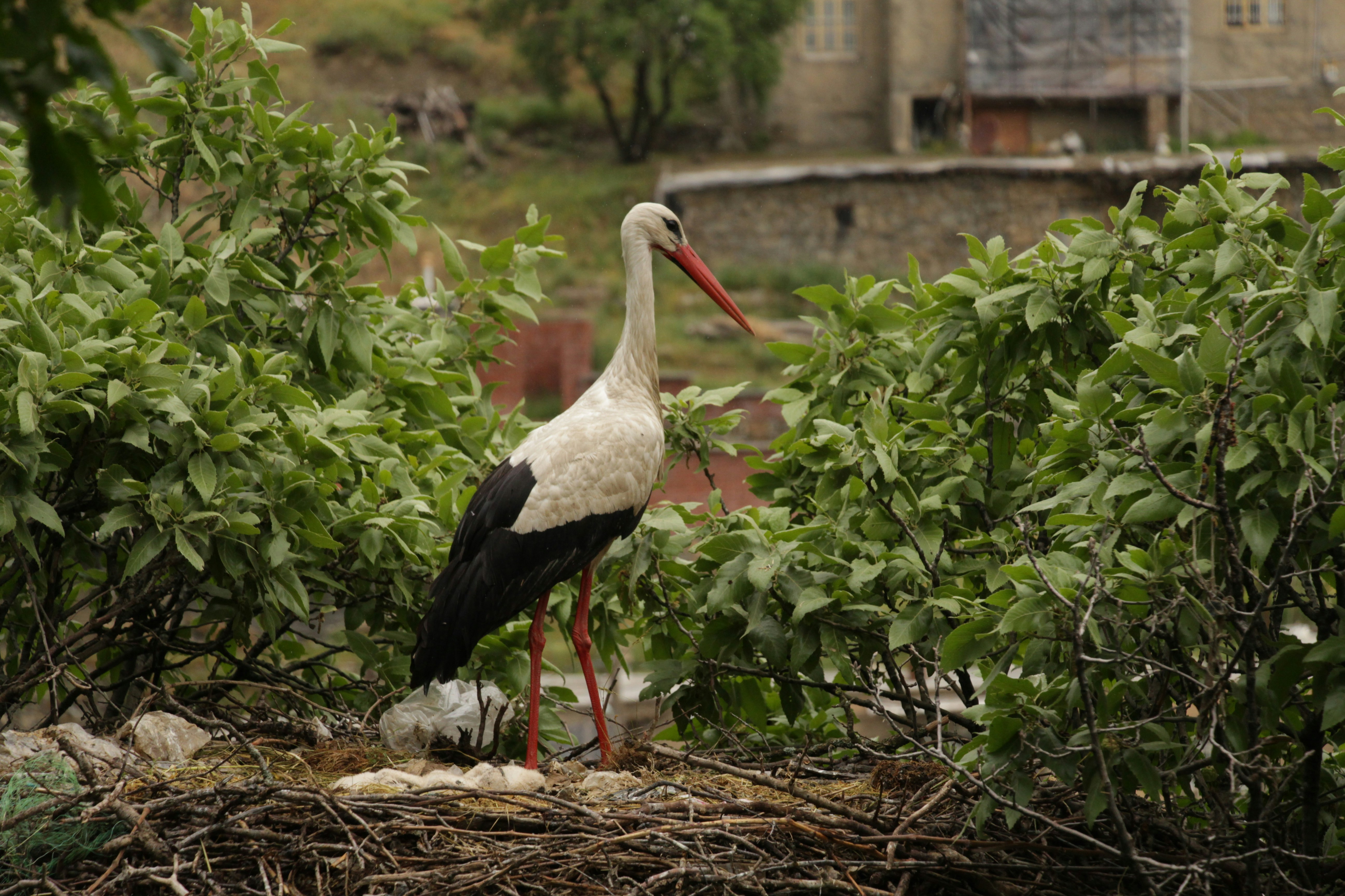 Crimson-Beaked Stork on a Twig Nest Beneath Greenery and a Village Backdrop